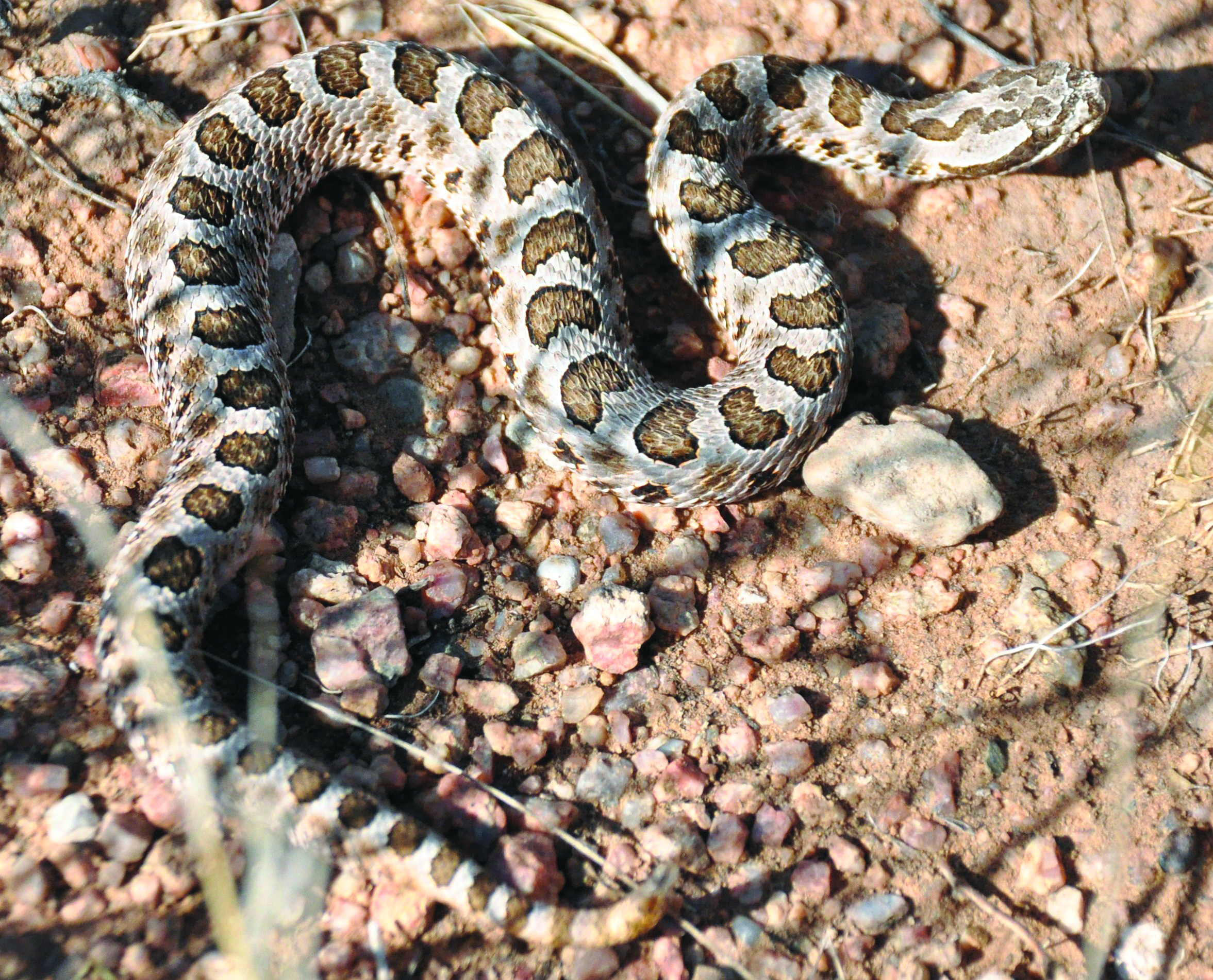 Natural Resource office studies base snake population > Kirtland Air ...