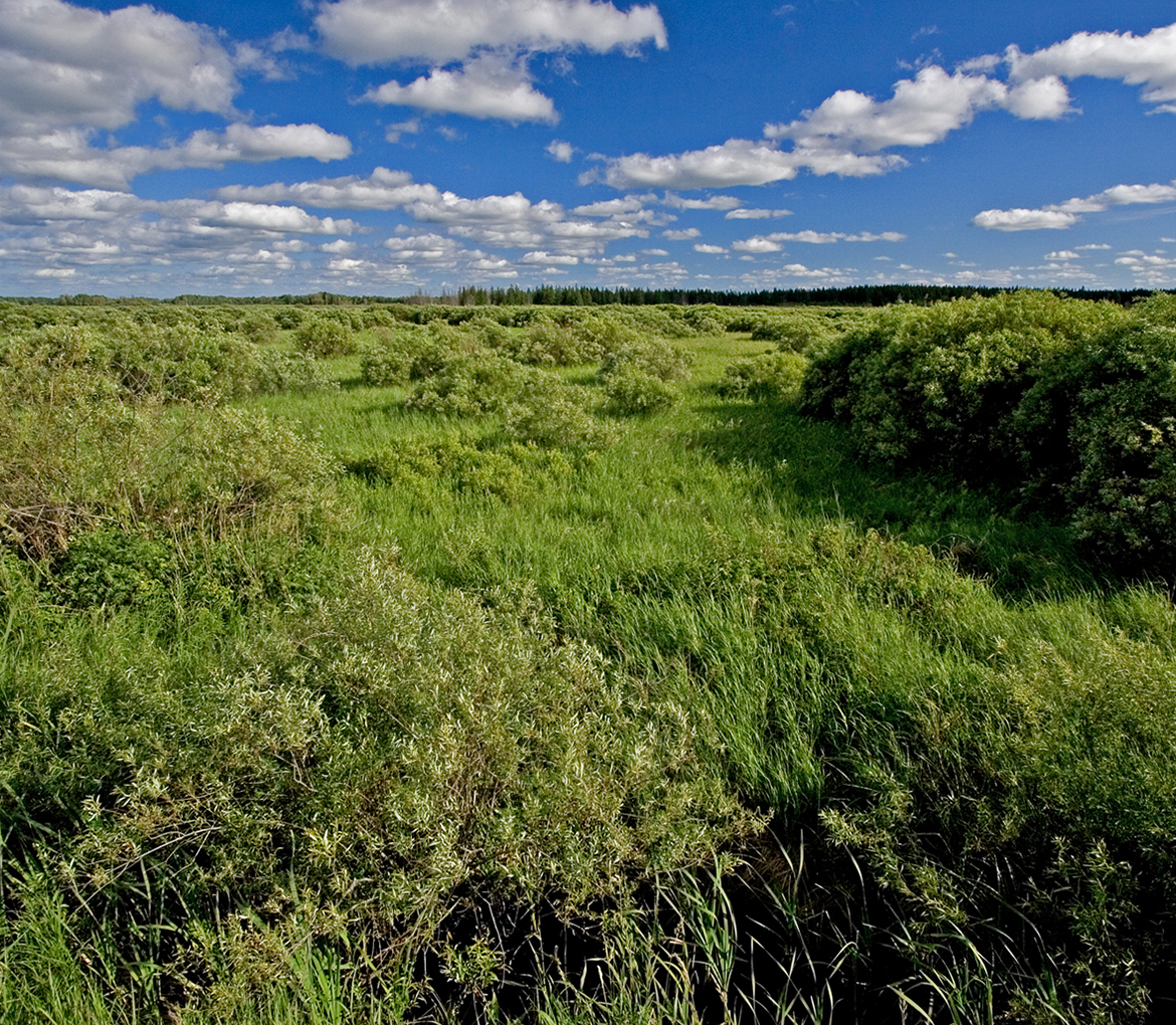 Wetland Types - Swamps