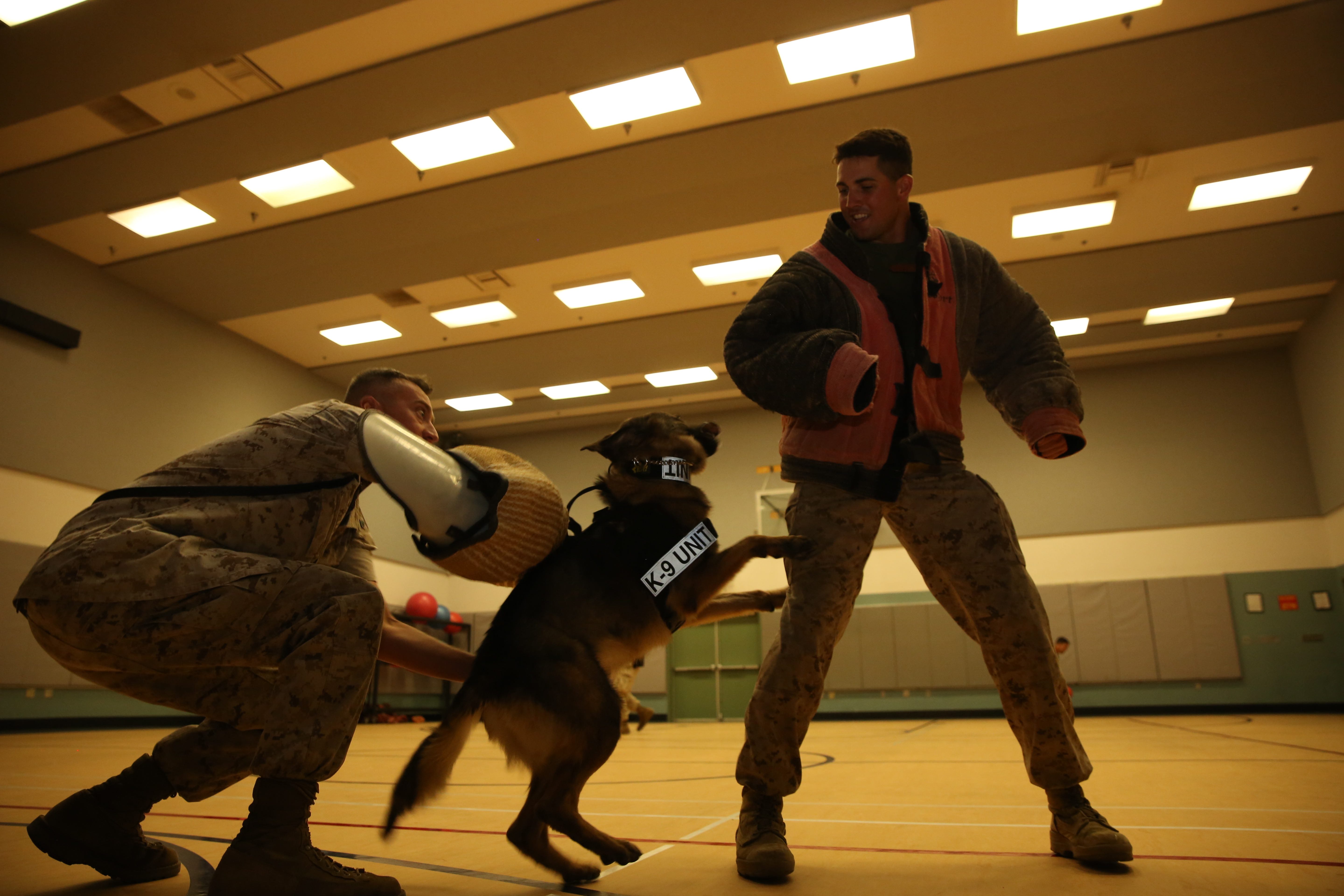 Combat Center K-9 Division conducts building search exercise