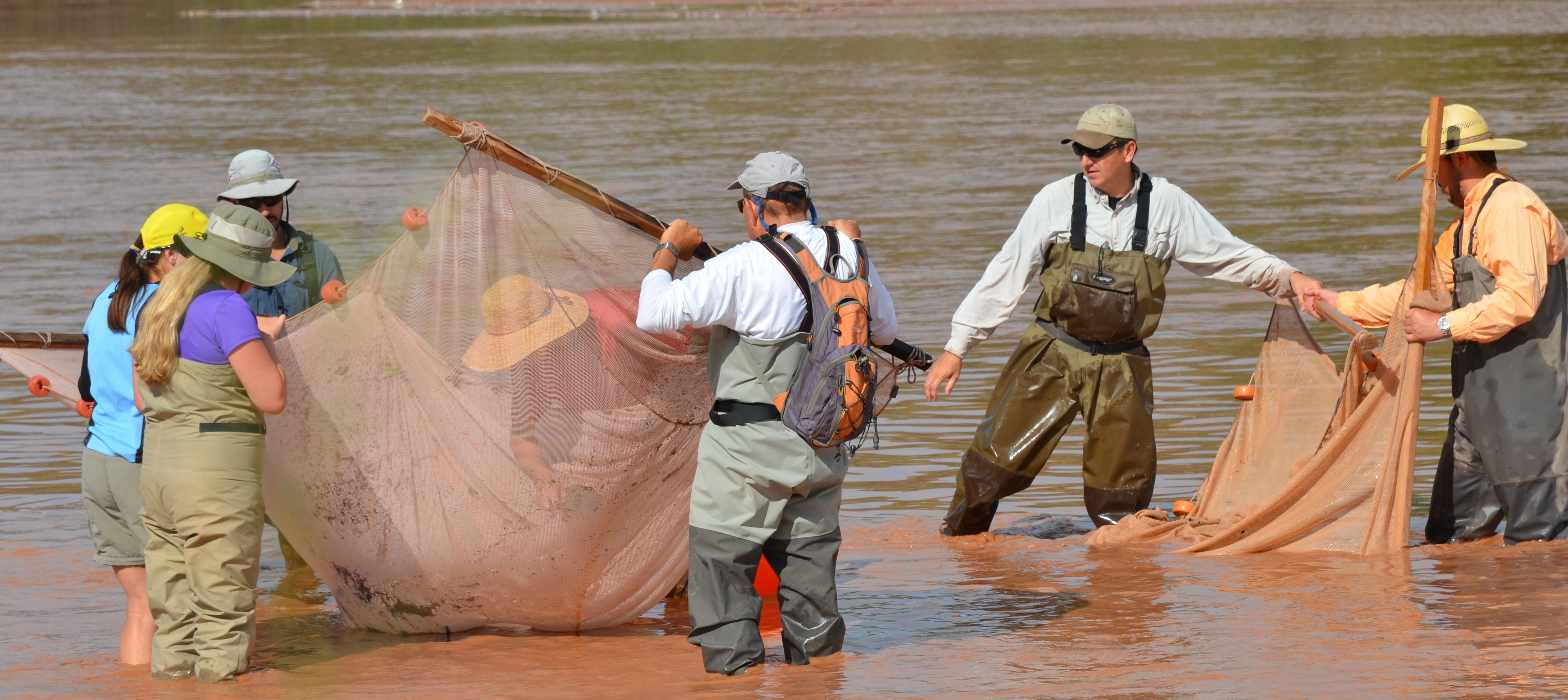 Silvery Minnow Surviving the Drought in New Mexico > Albuquerque ...
