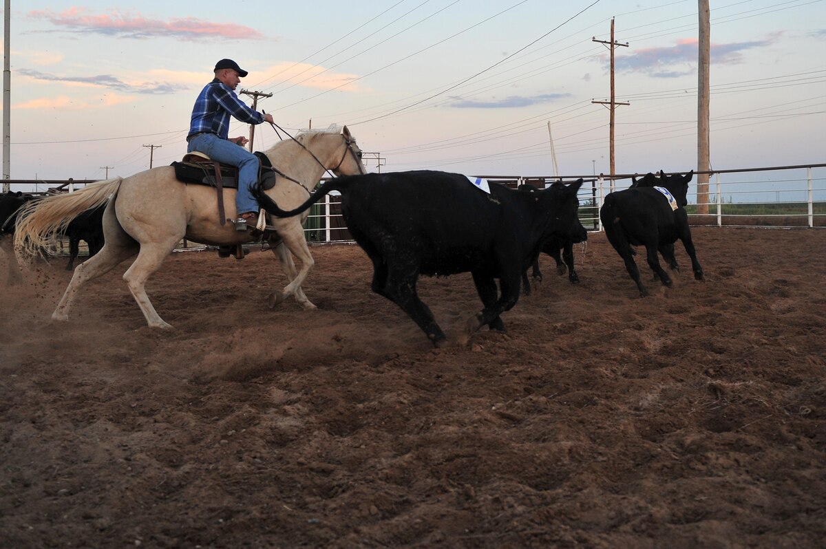 cattle sorting competition
