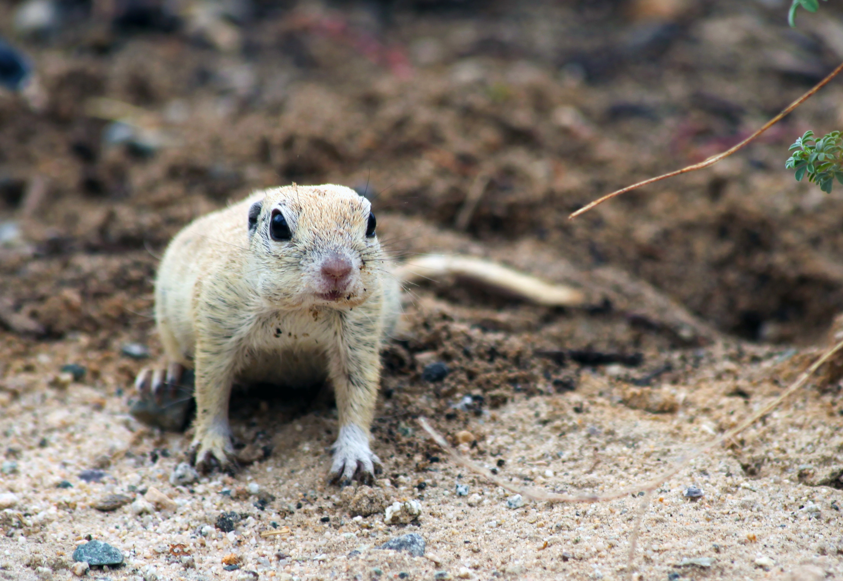 Marine Animals Squirrel