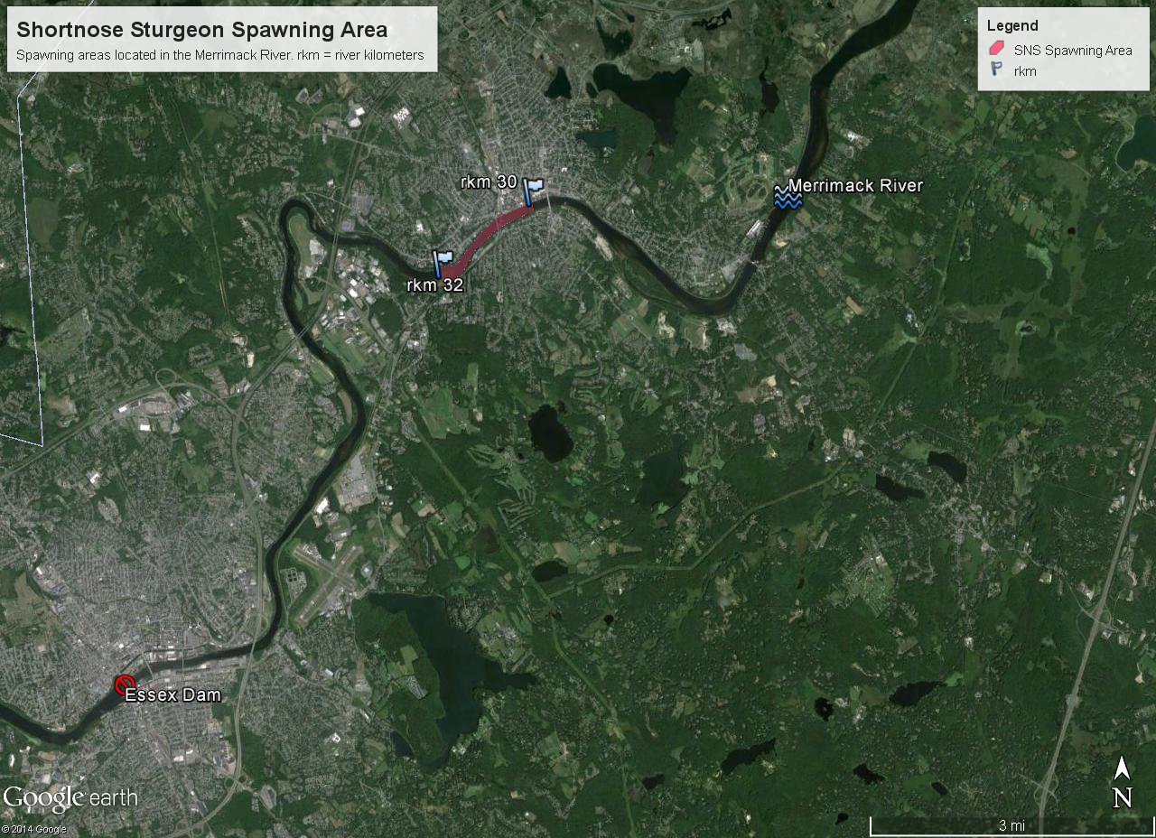 Shortnose Sturgeon spawning areas located in the Merrimack River