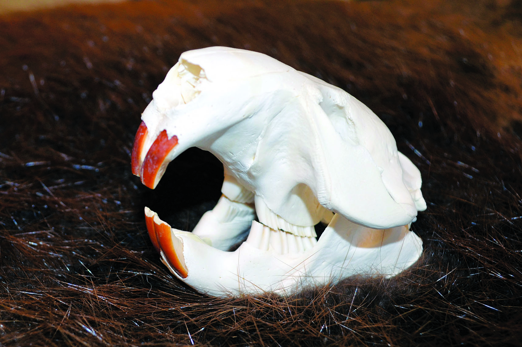 Beavers