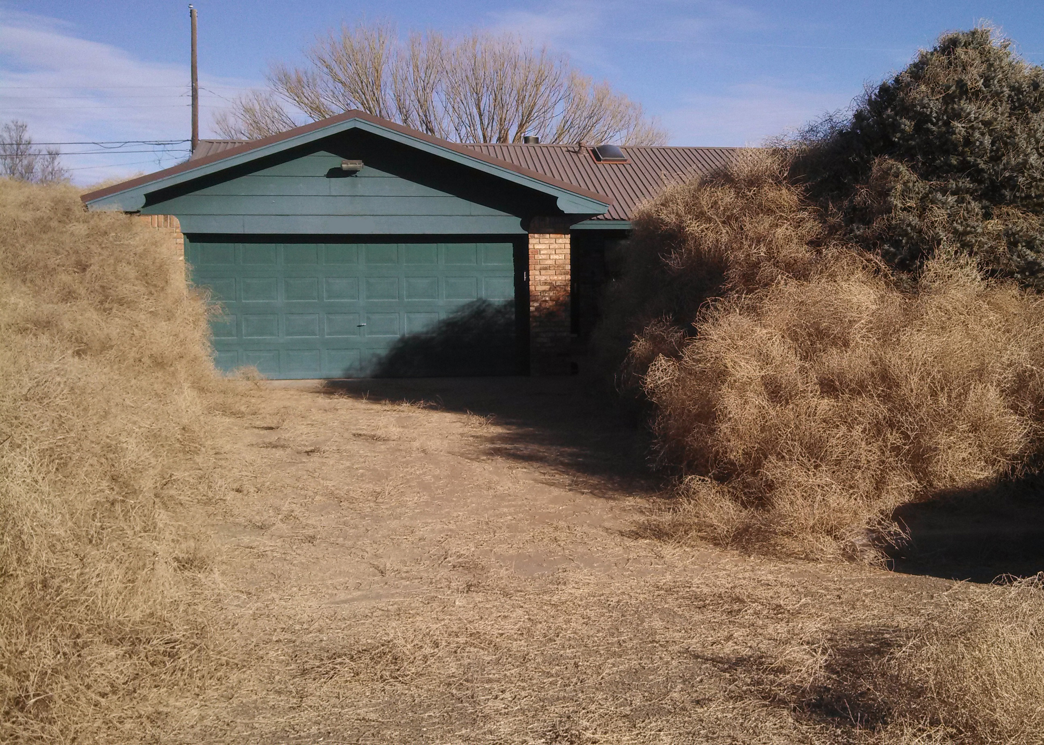 Airmen combat tumbleweed invasion > Cannon Air Force Base > Article Display