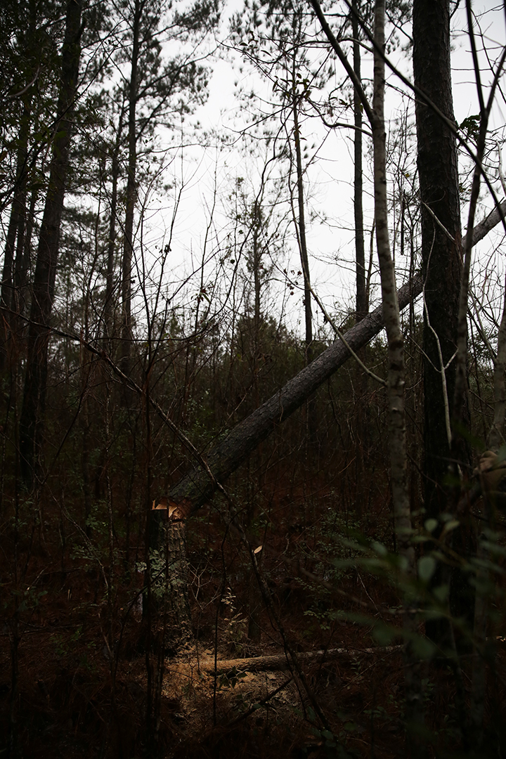 Back cut! Tree falling!