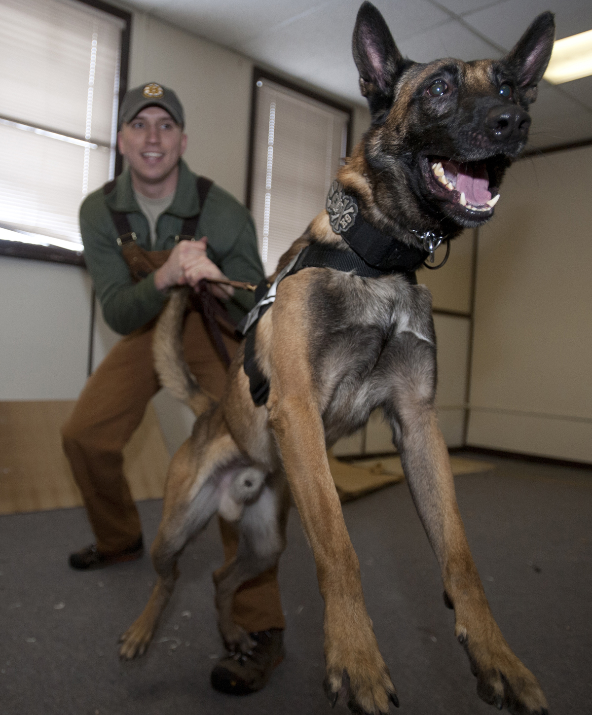 Alaska cold doesn't stop military working dogs > Pacific Air Forces ...