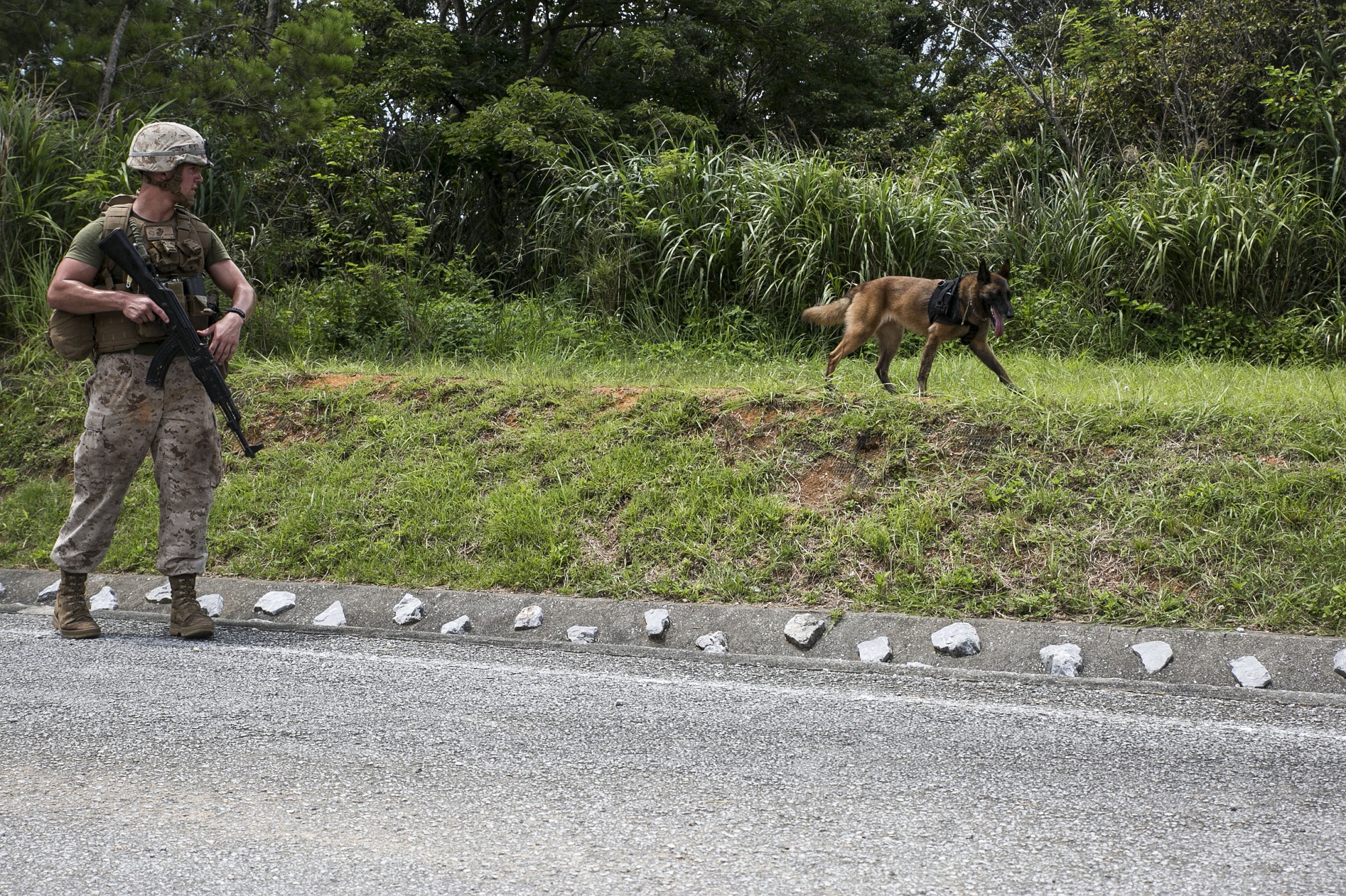 Paw Patrol: Military working dogs execute explosive detection training