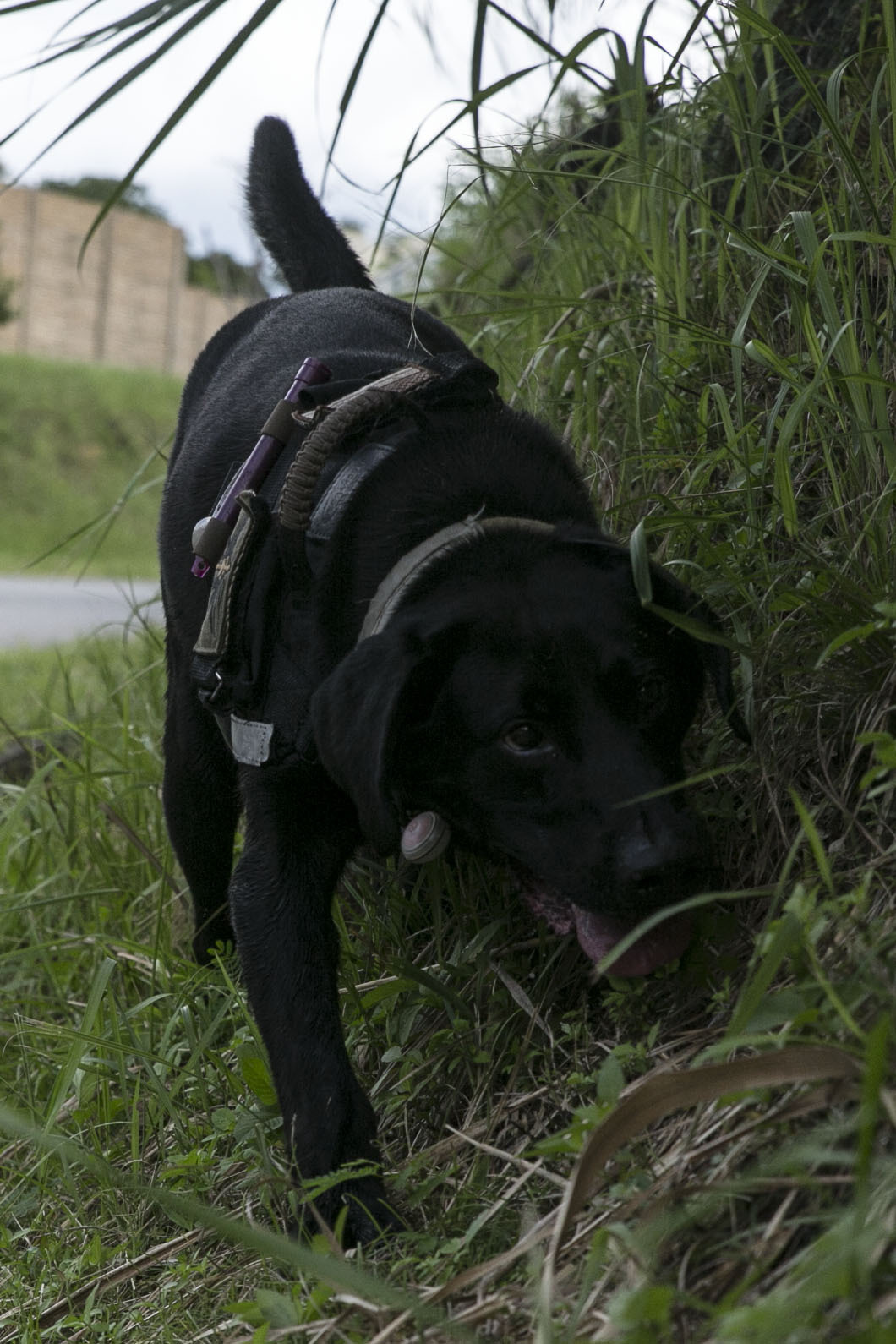 Paw Patrol: Military working dogs execute explosive detection training ...