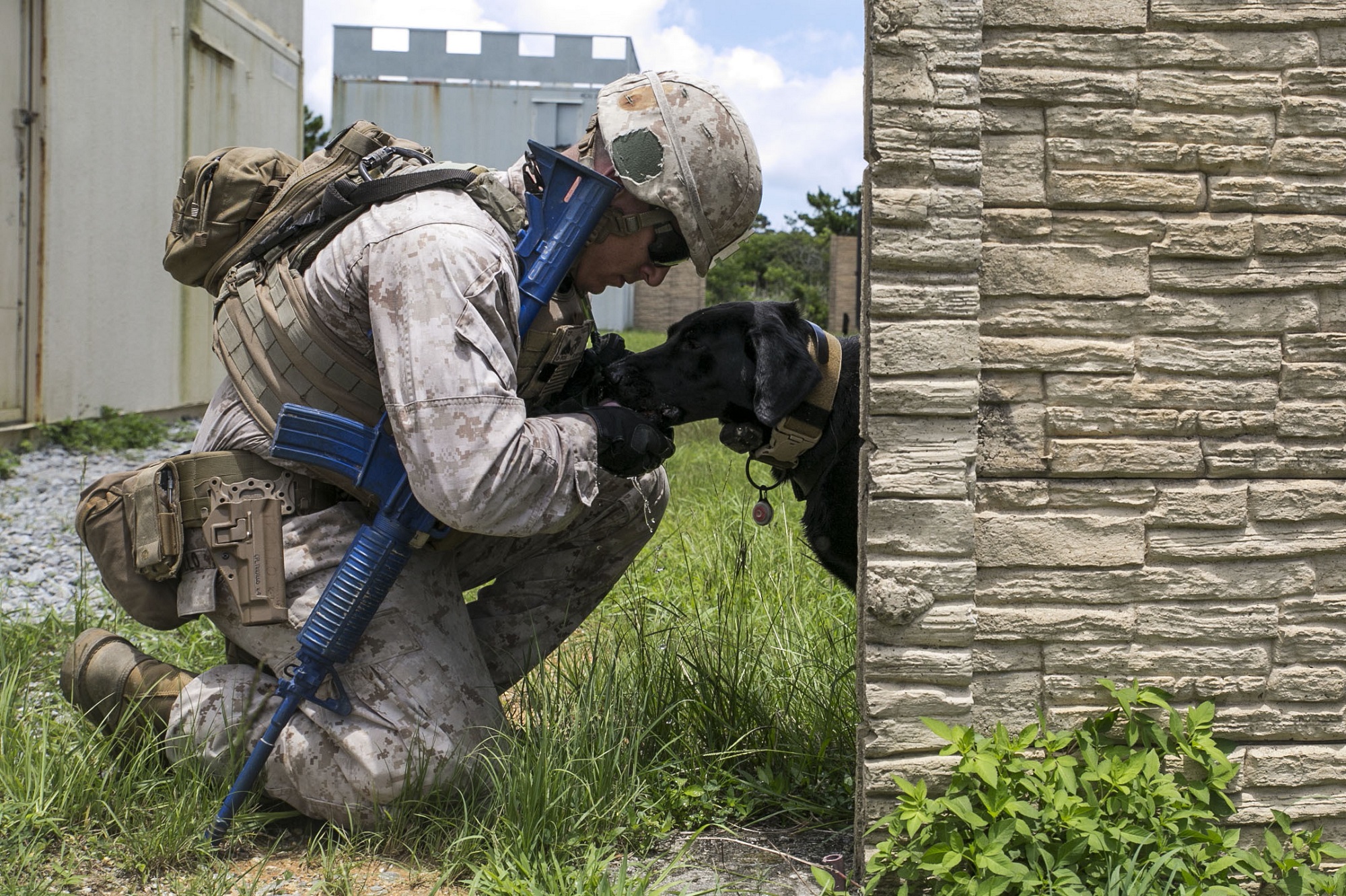 Paw Patrol: Military working dogs execute explosive detection training