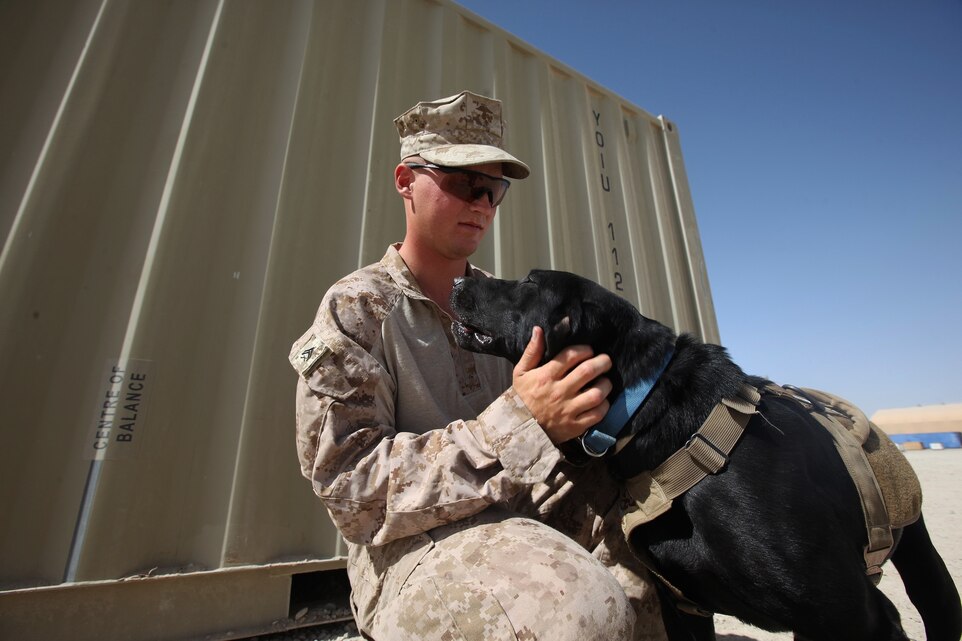 Working dog, handler prove useful in Afghanistan > United States Marine ...