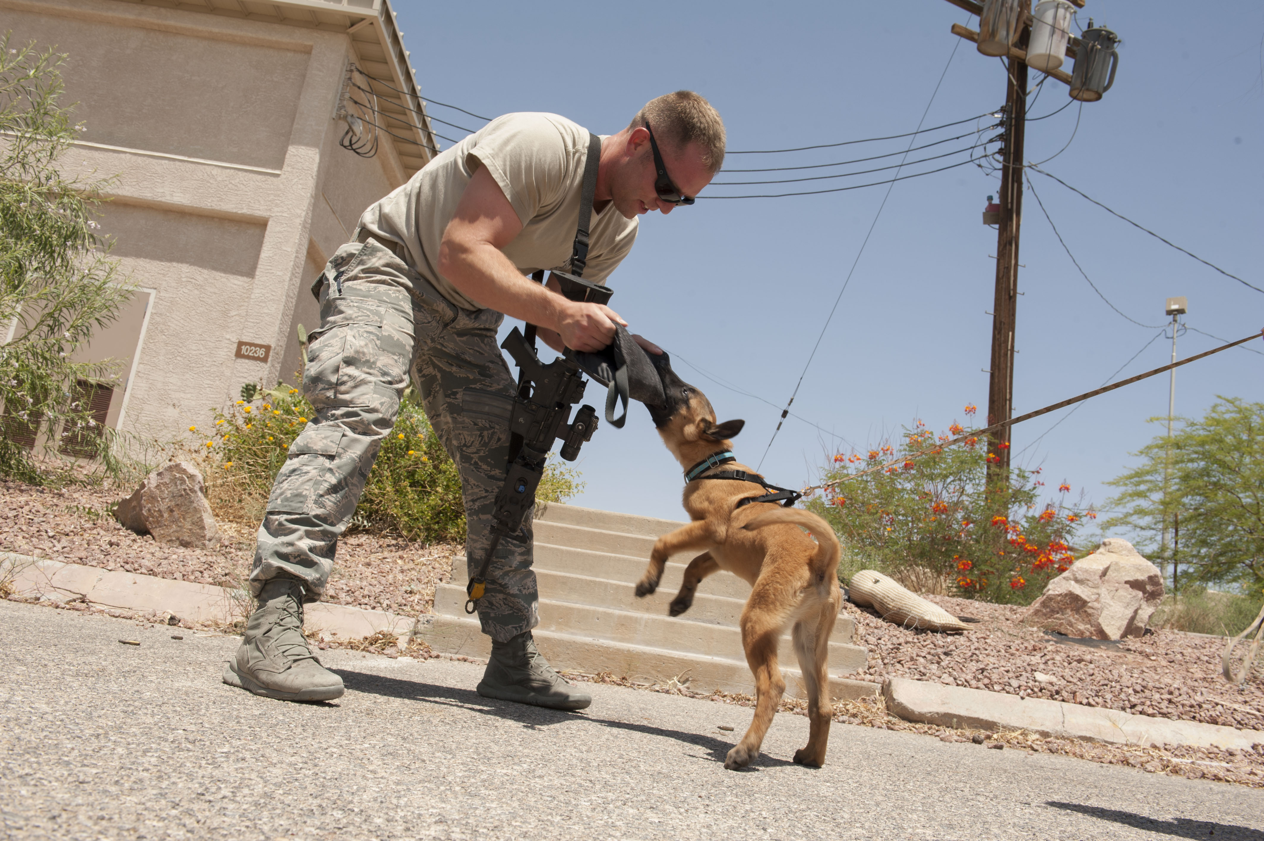99th SFS hosts joint odor training for local K-9s > Nellis Air Force ...