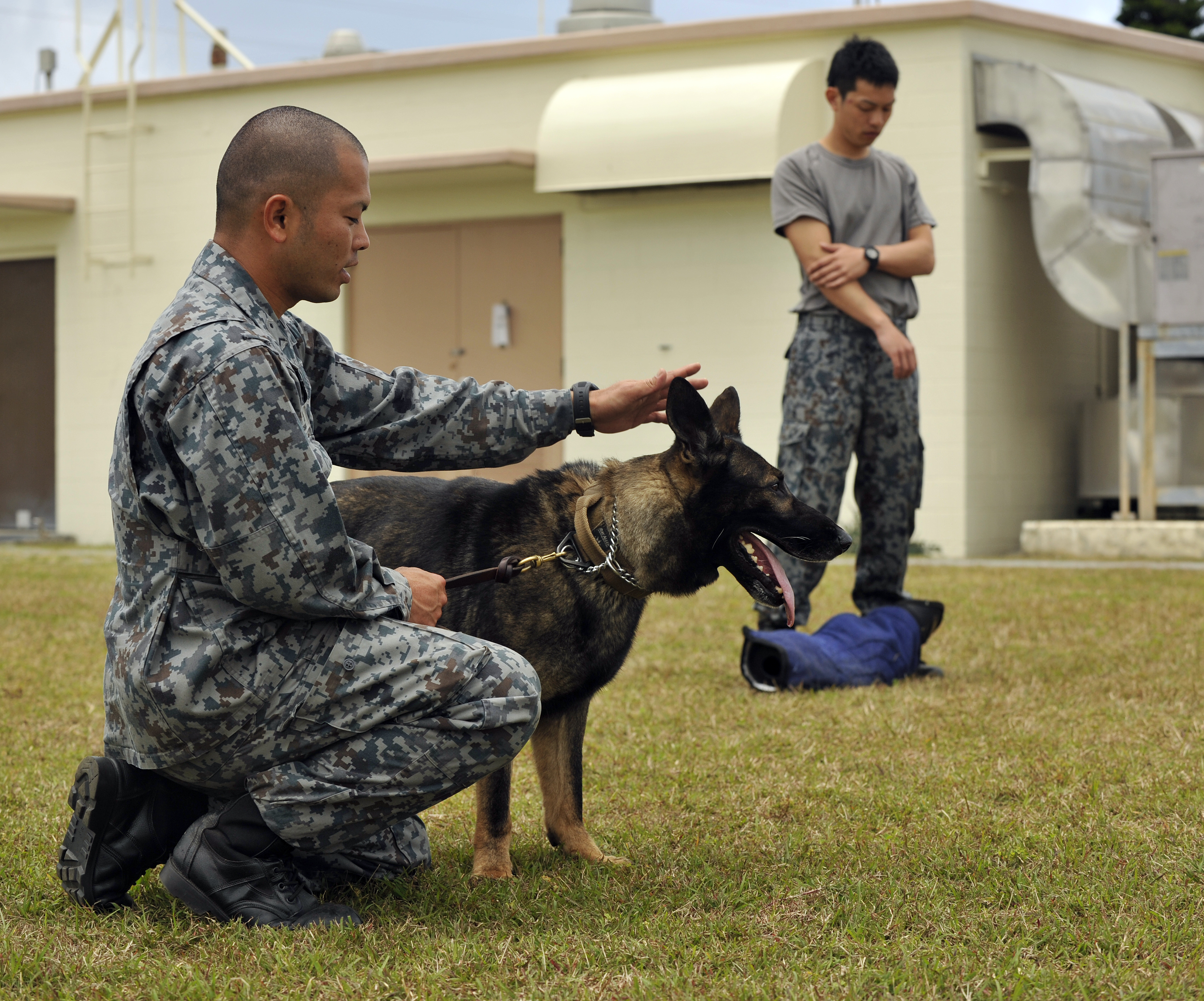 JASDF working dogs train at Kadena > Pacific Air Forces > Article Display