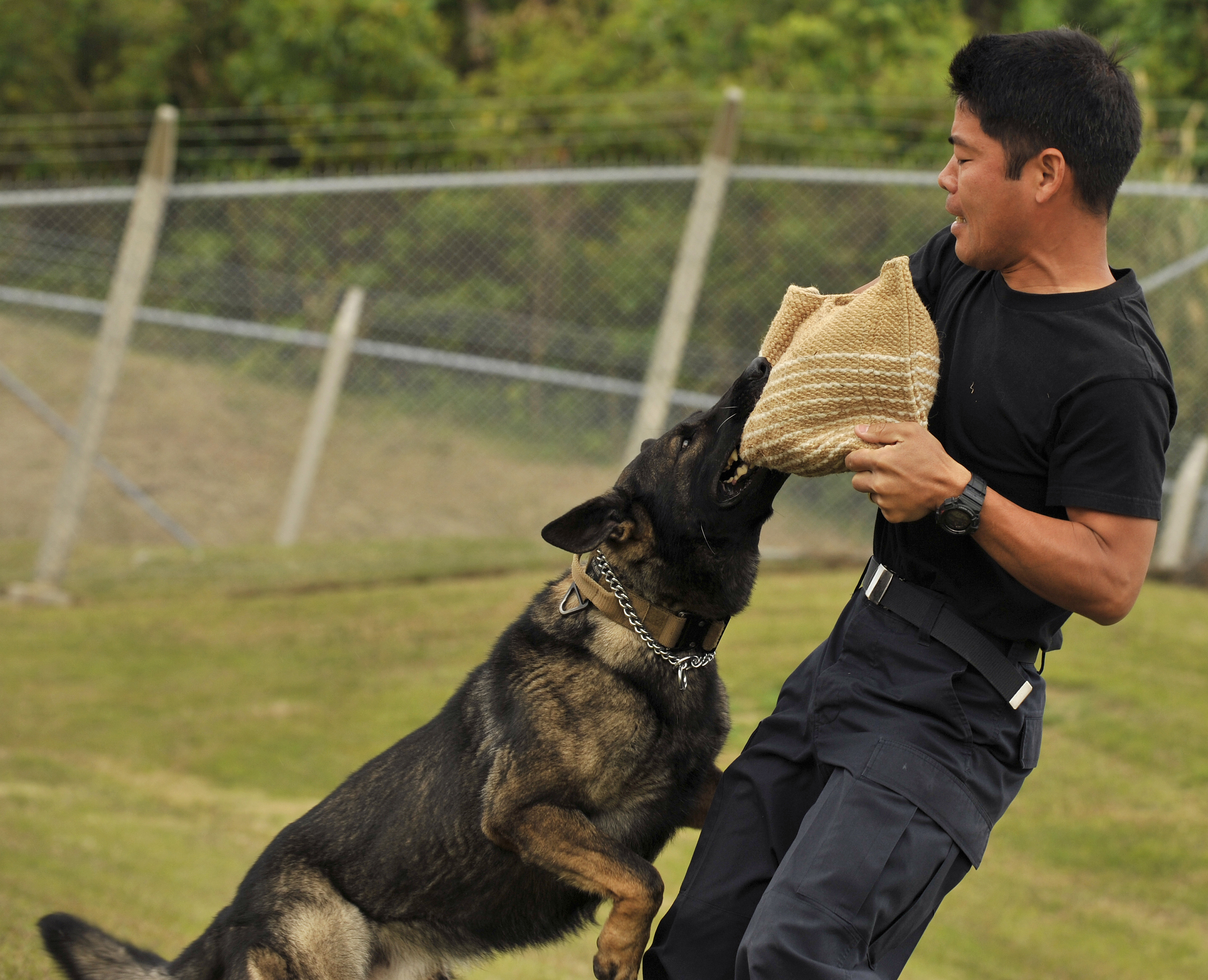 JASDF working dogs train at Kadena > Kadena Air Base > News