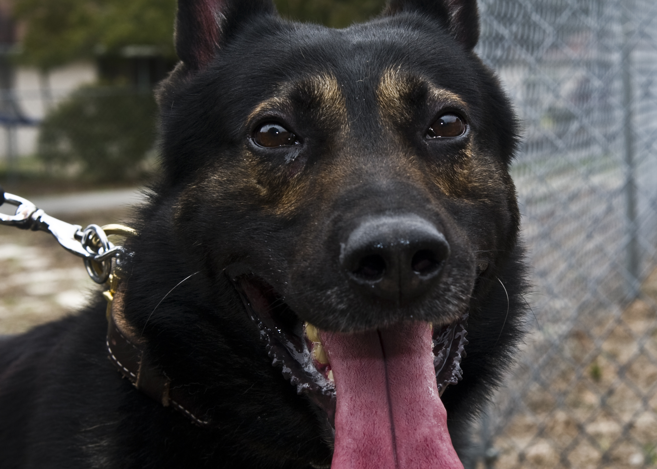 MWD bites through crime > Hurlburt Field > Article Display