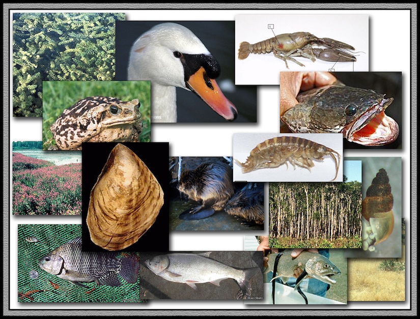 Invasive Species Information System > Engineer Research and Development ...