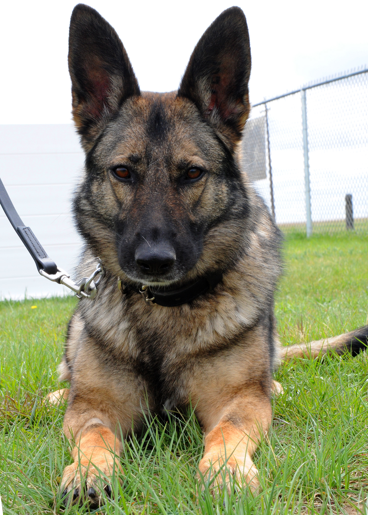 Ruff job: Malmstrom K-9s follow their nose > Malmstrom Air Force Base ...