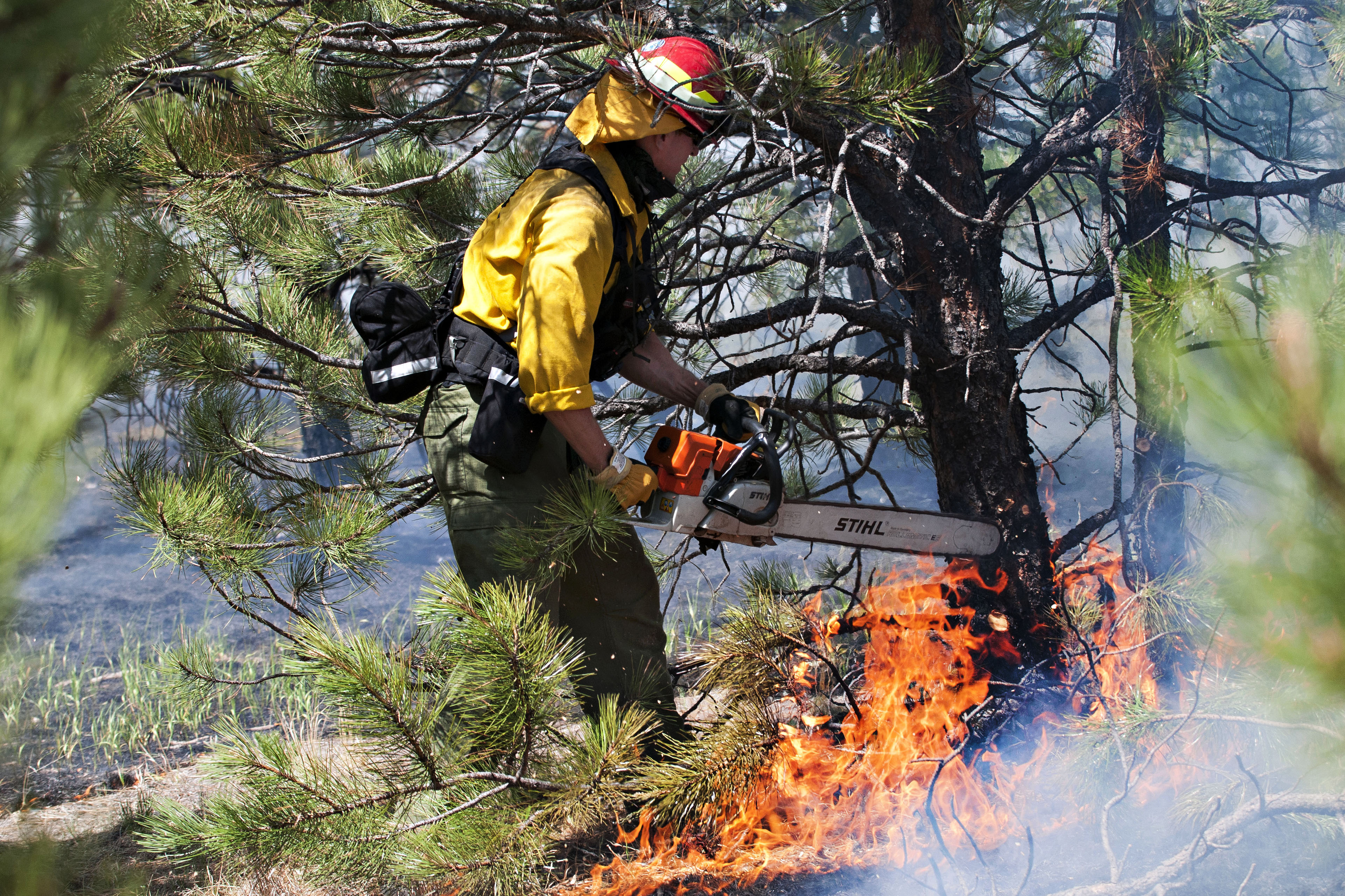 TREE CUTTER | U.S. Department of War