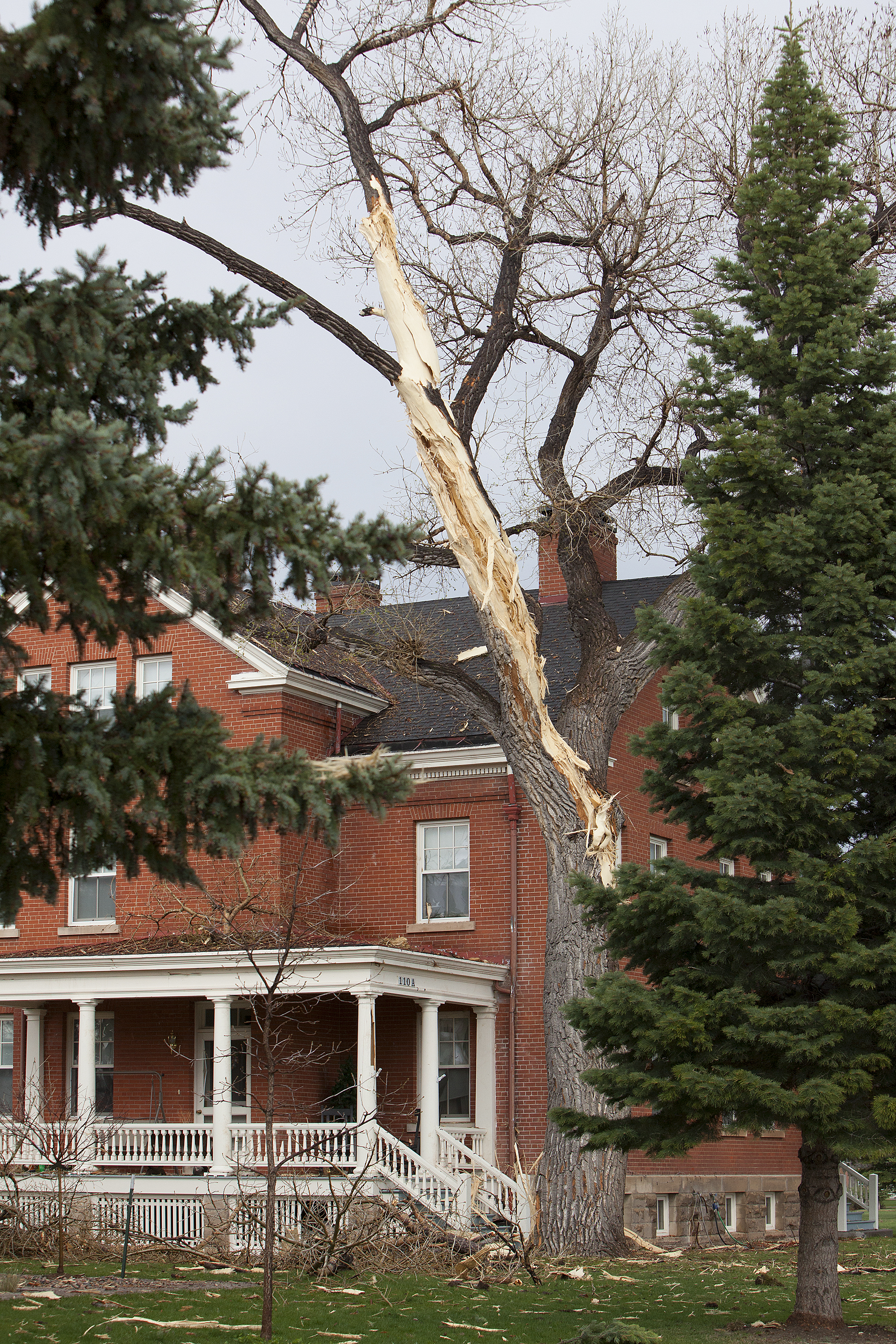 Lightning Scars On Trees