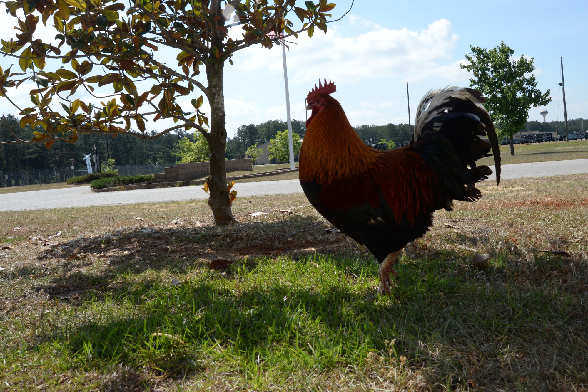 Airmen of a feather flock together > Shaw Air Force Base > News