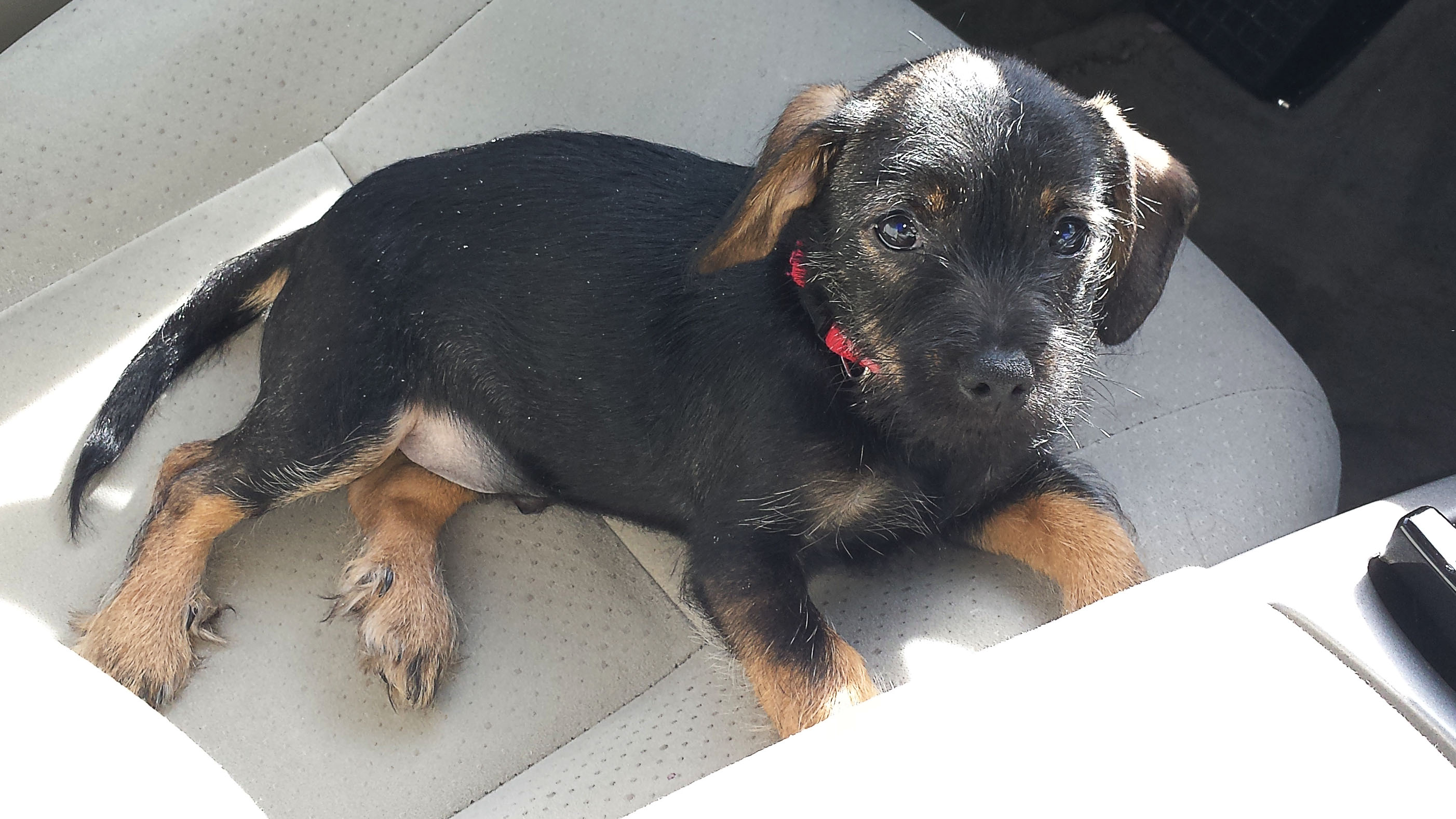 Yorkie And Dachshund Mix