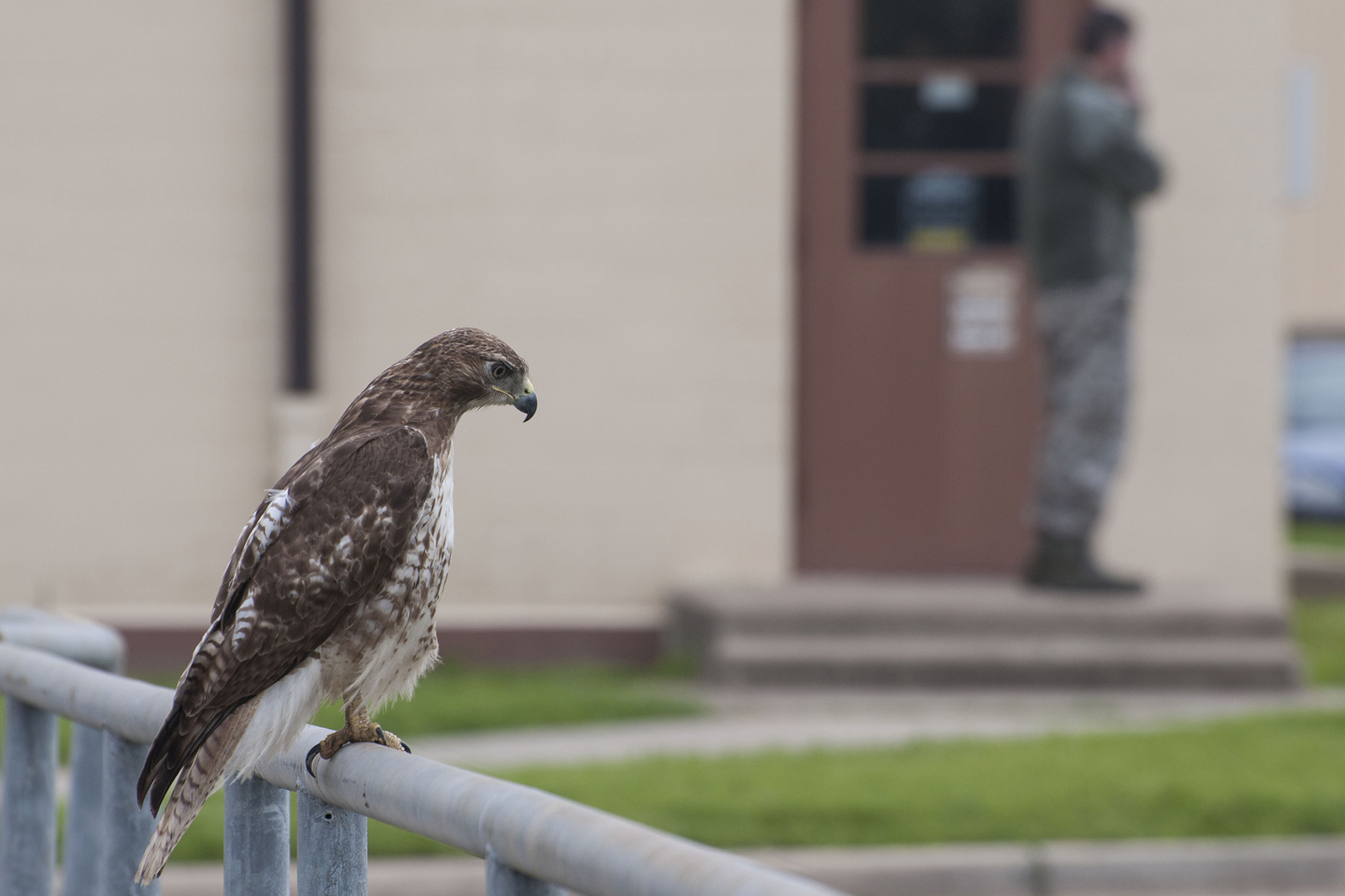 Red-tail Hawks call Barksdale home > 307th Bomb Wing > Article Display