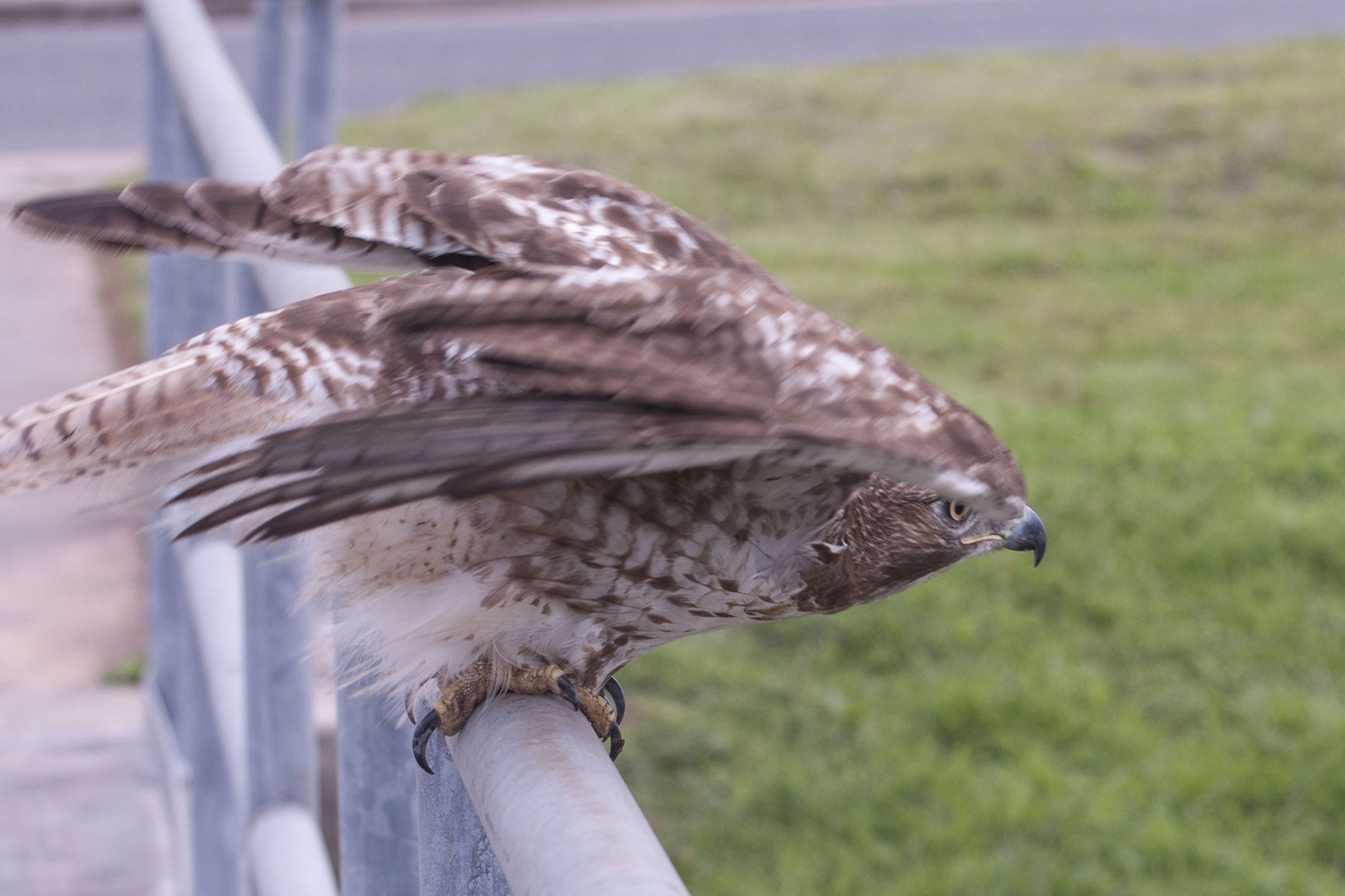 Red-tail Hawks call Barksdale home > 307th Bomb Wing > Article Display