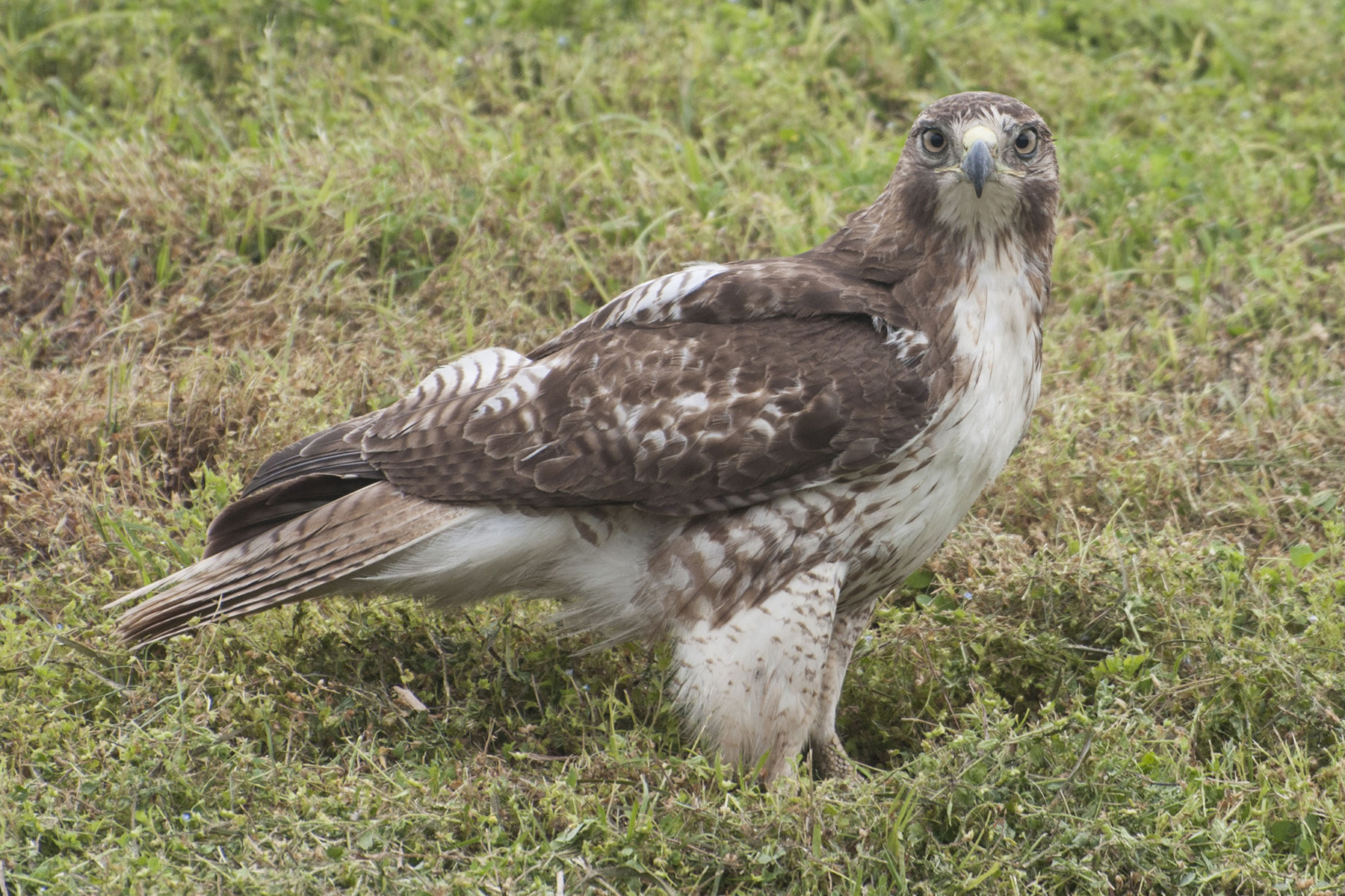 Red-tail Hawks call Barksdale home > 307th Bomb Wing > Article Display