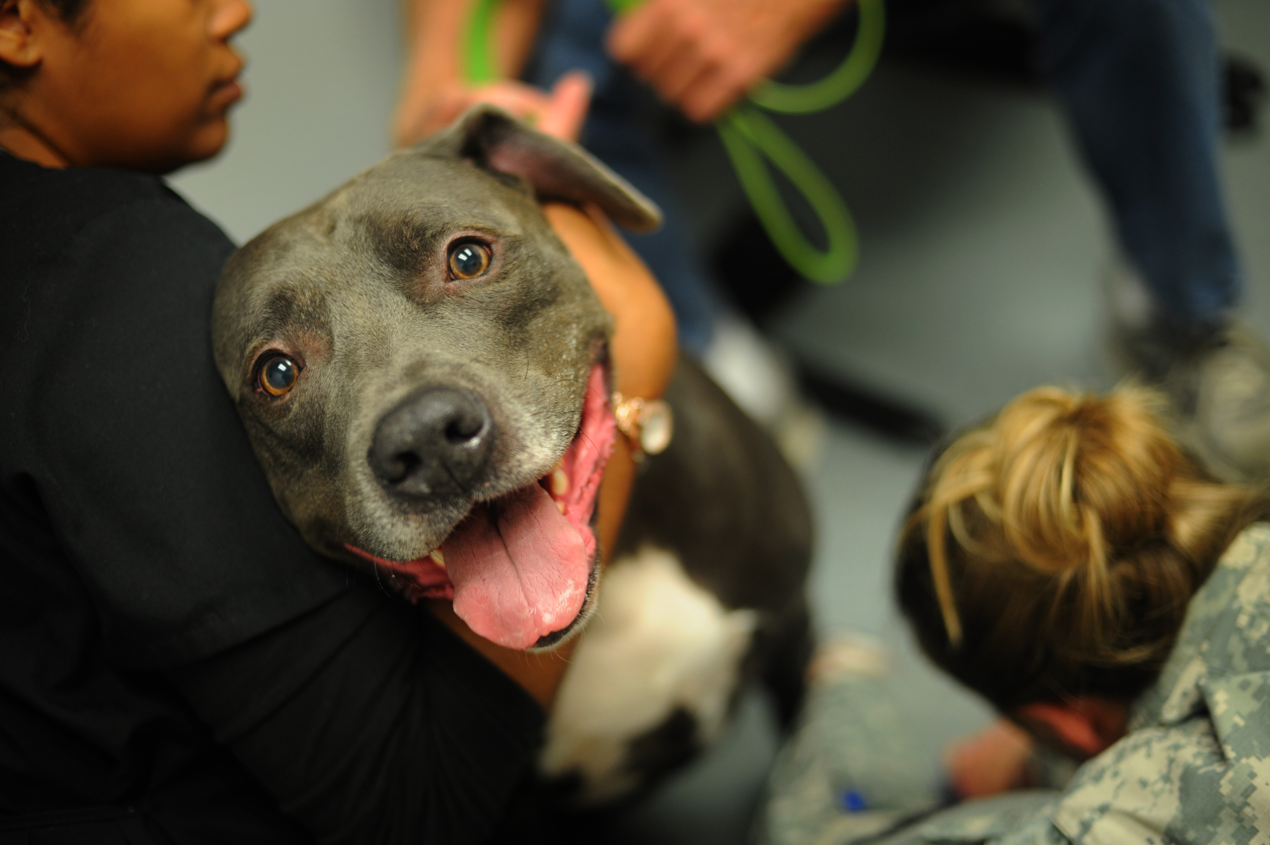 Base vet supports mission, your pets > Dover Air Force Base > Display