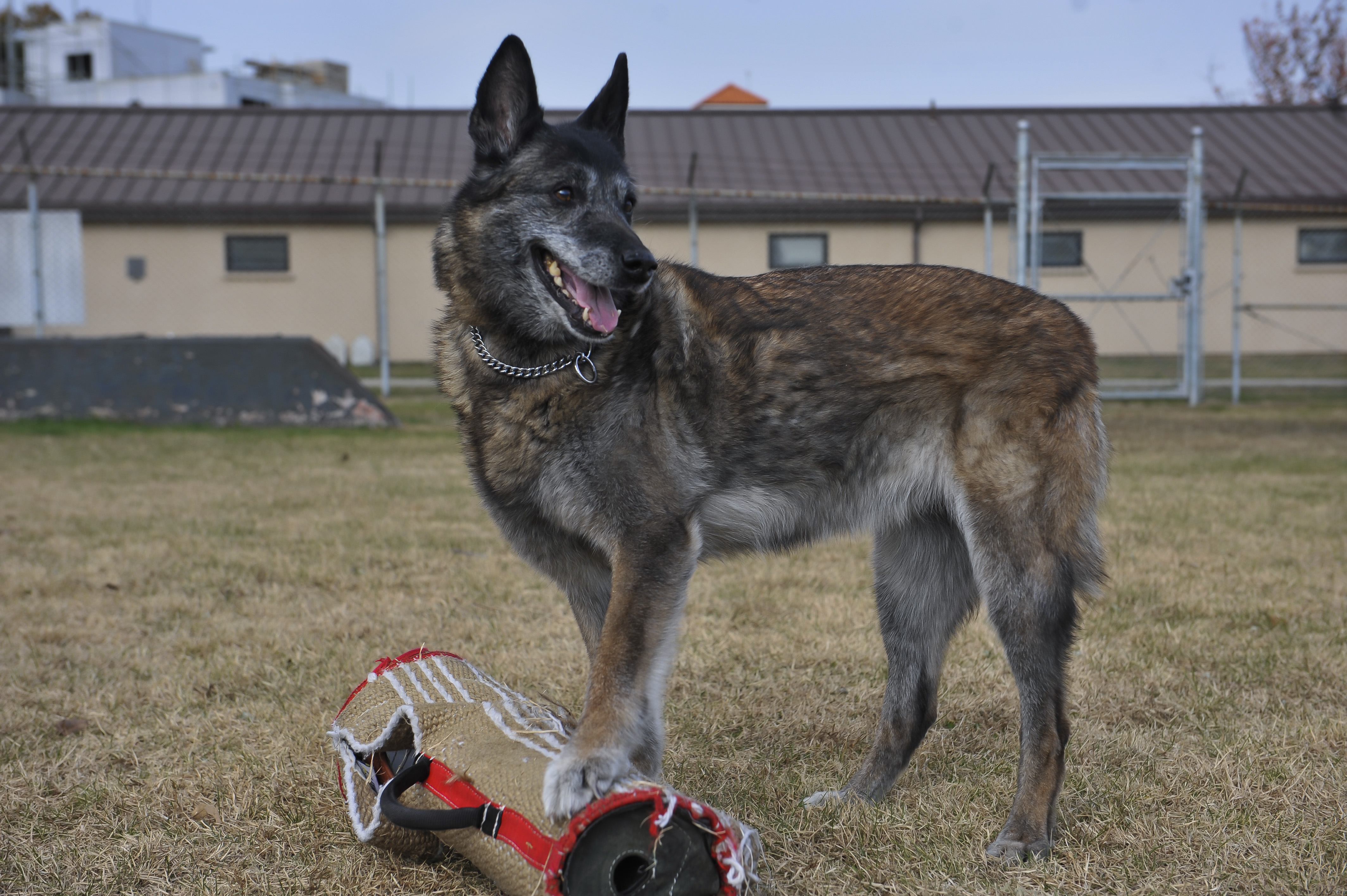 Furry service member retires, ready for adoption > Osan Air Base > Stories