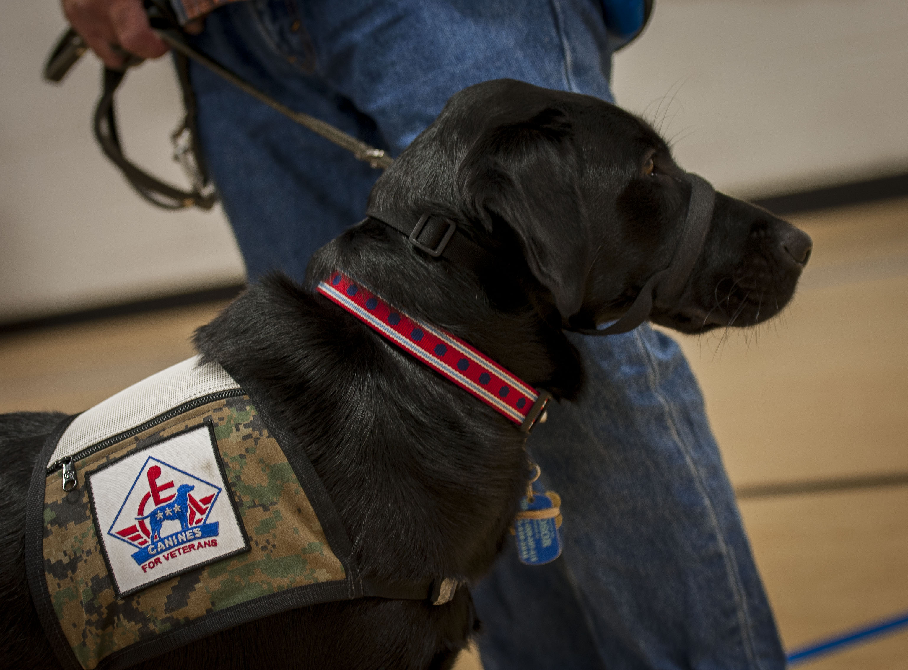 Dog placement ceremony held at NAVCONBRIG > Joint Base Charleston > News