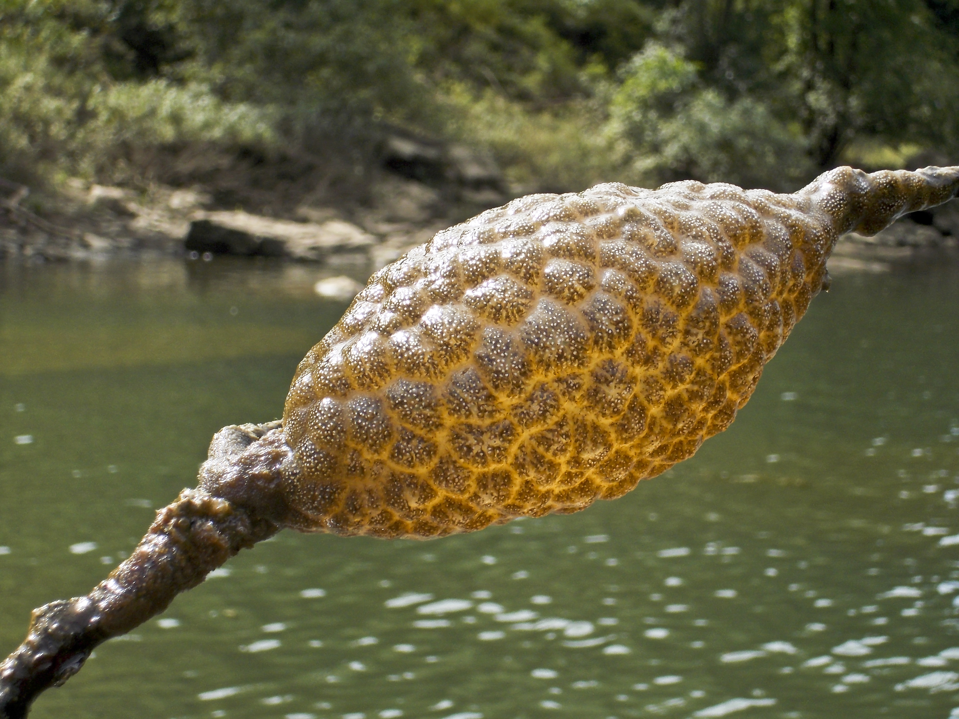 do blobfish lay eggs