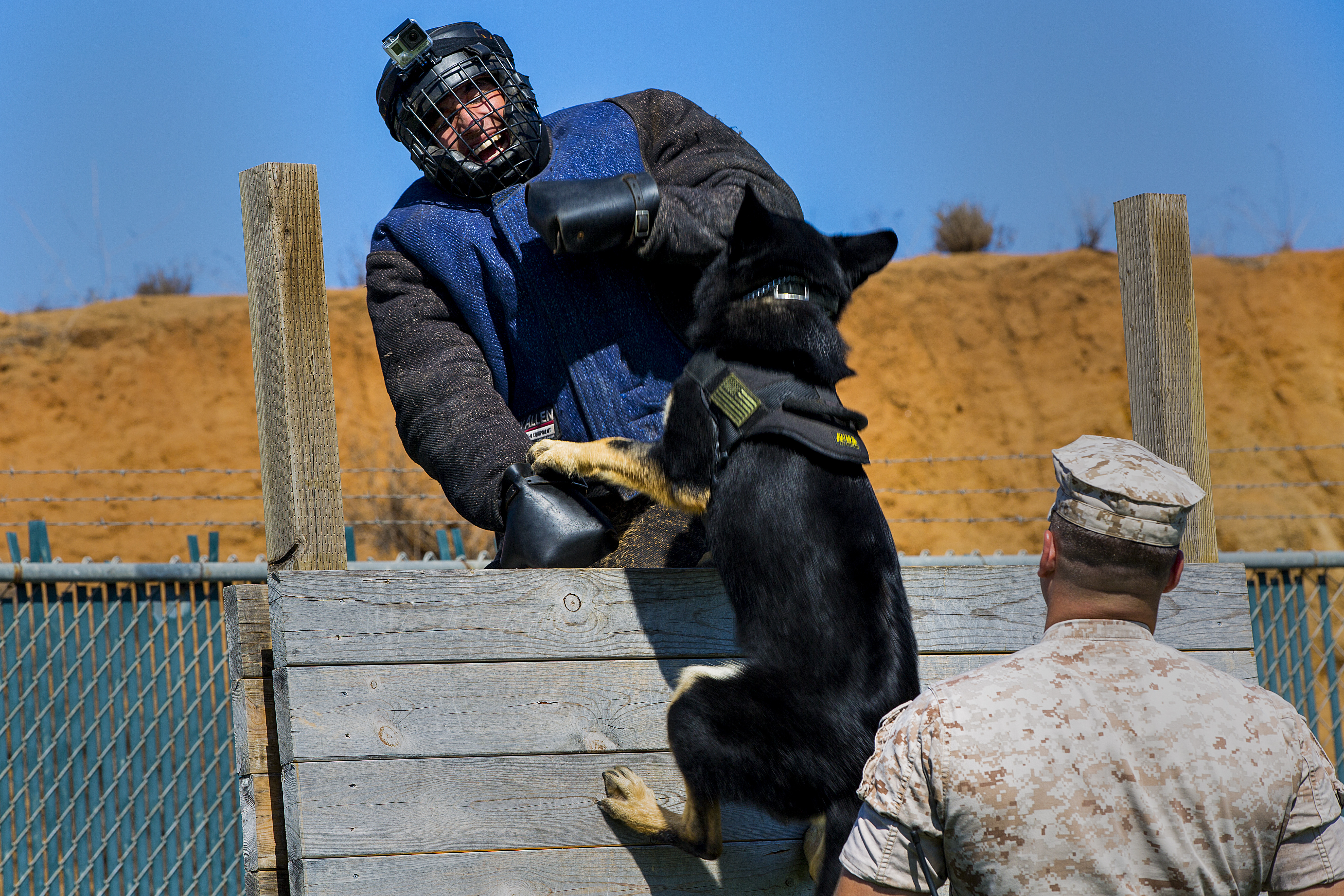 Military working dogs demonstrate tactics
