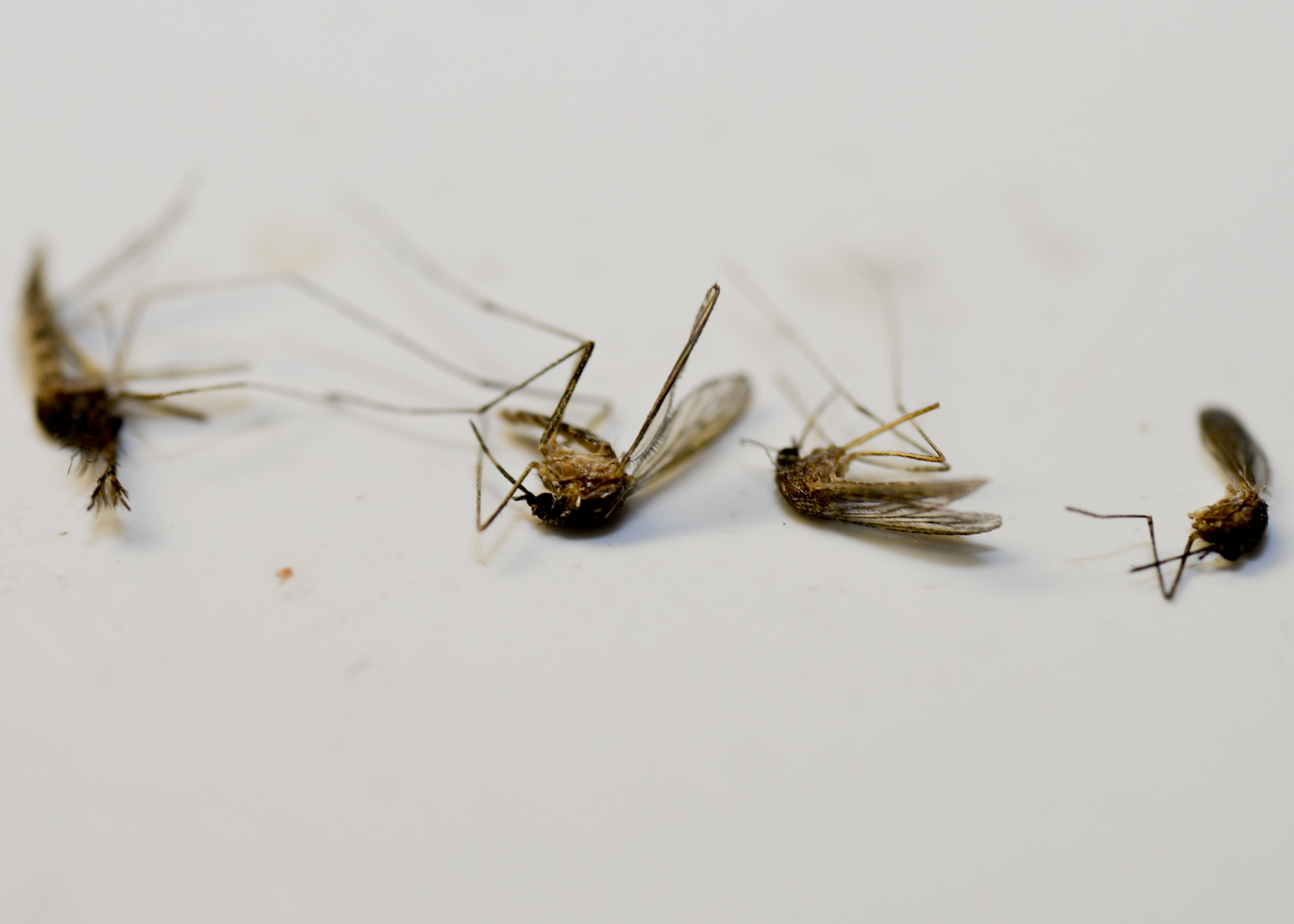 Trapping mosquitoes > Ellsworth Air Force Base > Display