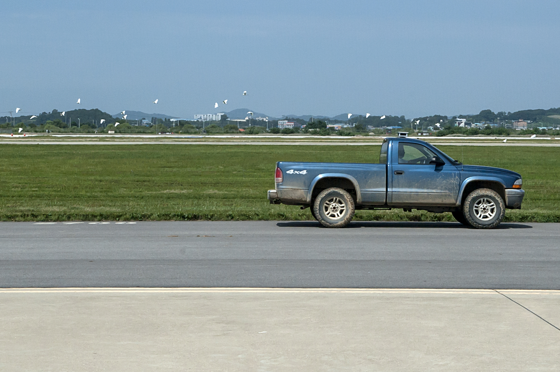 BASH program keeps birds off airfield > Osan Air Base > Stories