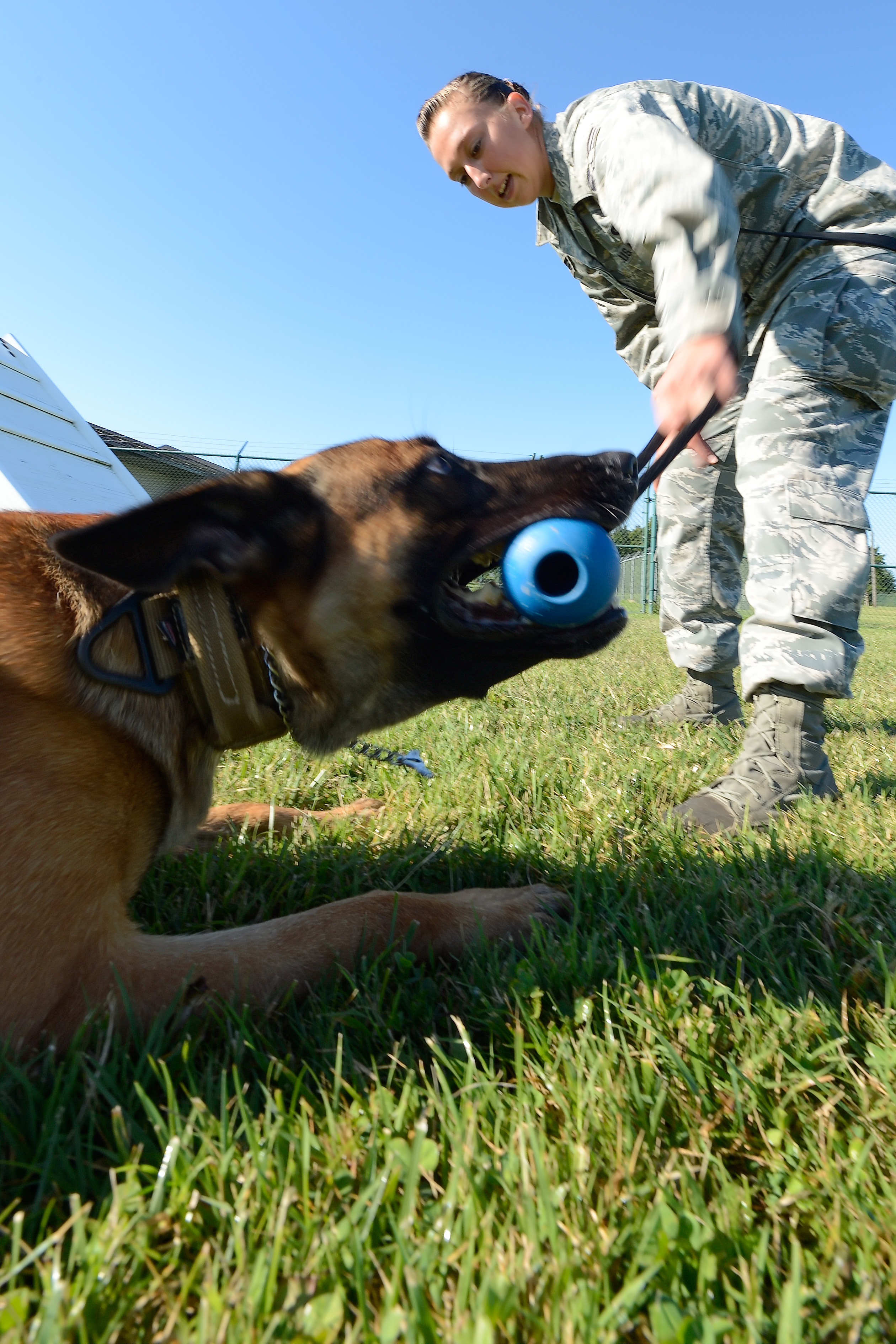 SNAPSHOT: Military Working Dogs of Team Dover > Dover Air Force Base ...