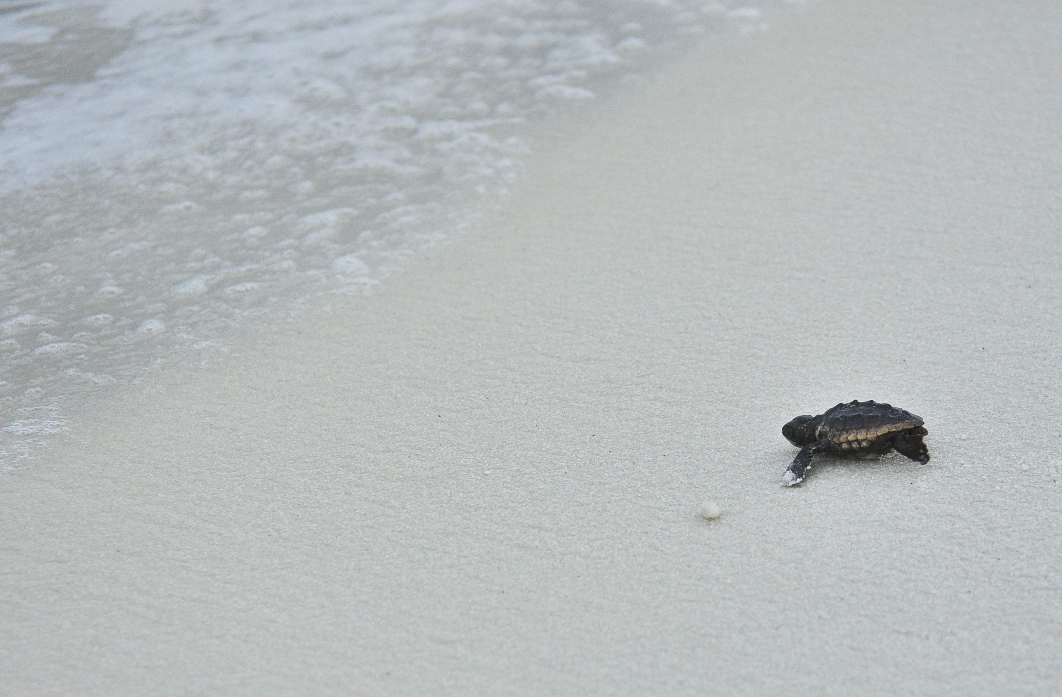 Turtle patrol missions sustain sea life > Eglin Air Force Base ...
