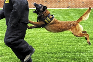 LEAP AND BITE | U.S. Department of War