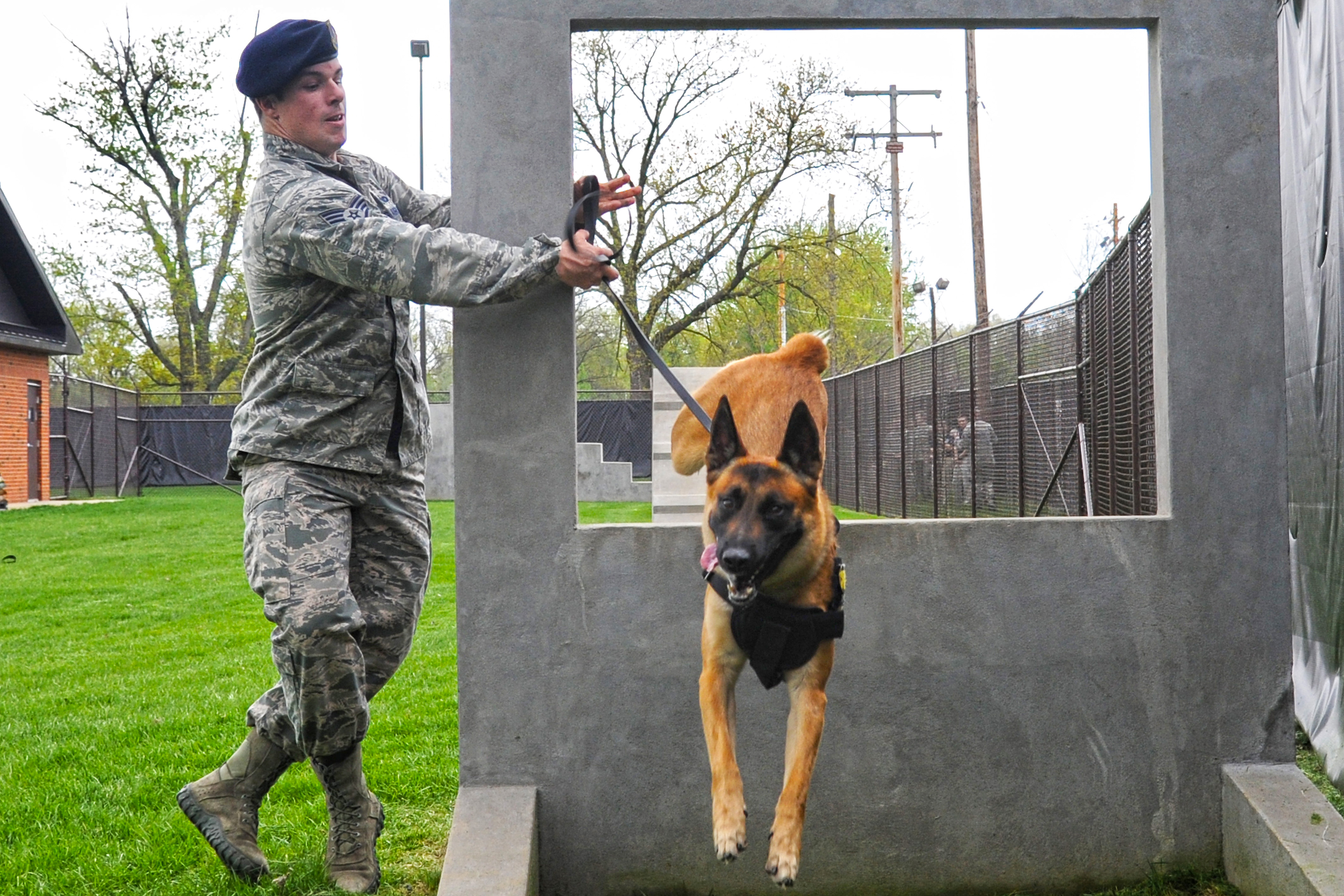 Military working dog Rromesha jumps through an obstacle while training ...
