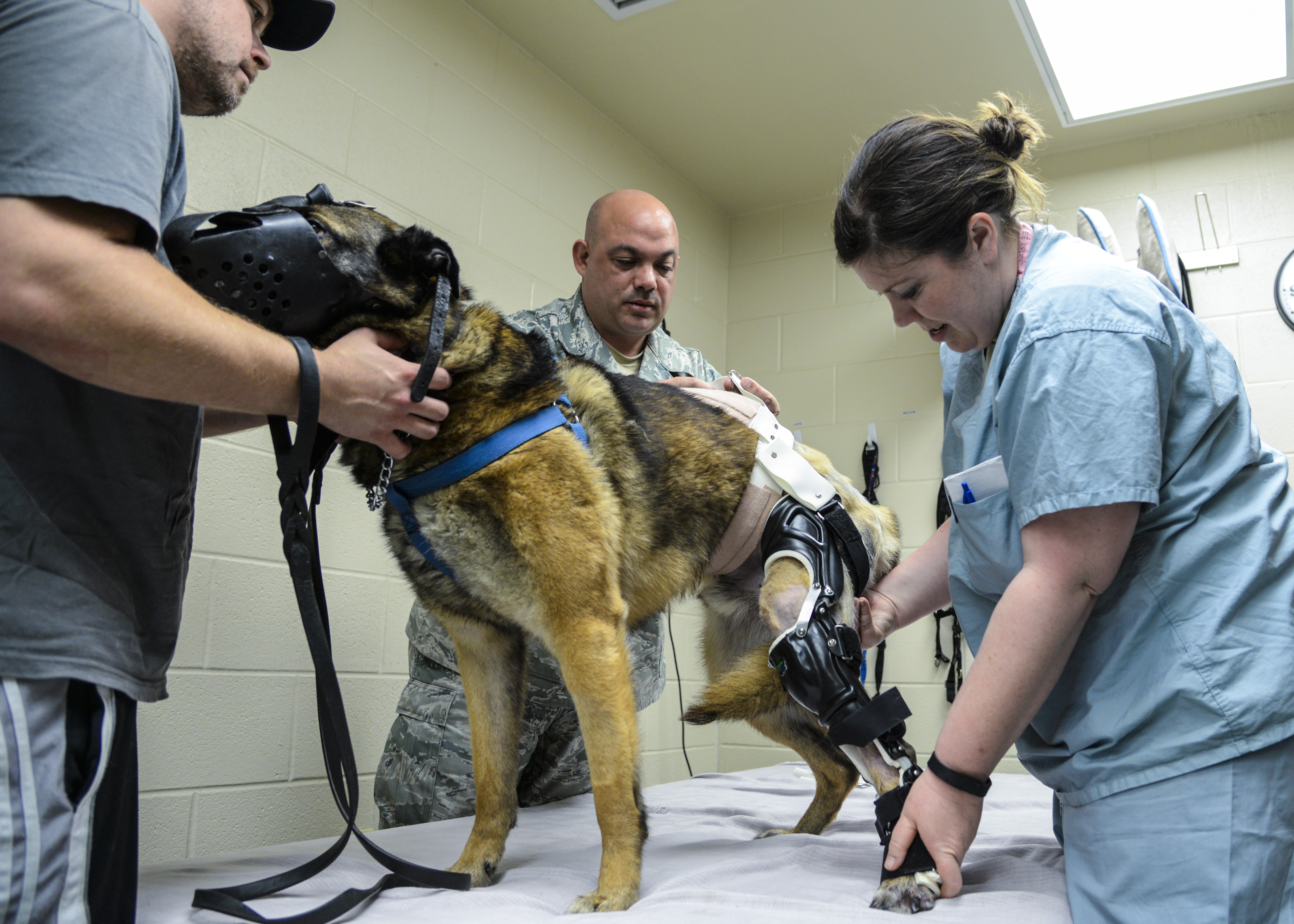 Orthotic tech helps military working dog walk again > Air Force Medical ...