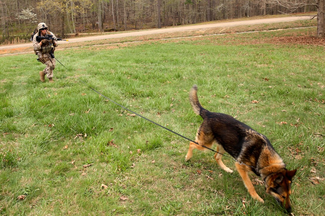 A Marine and his military working dog search a landing zone as part of ...