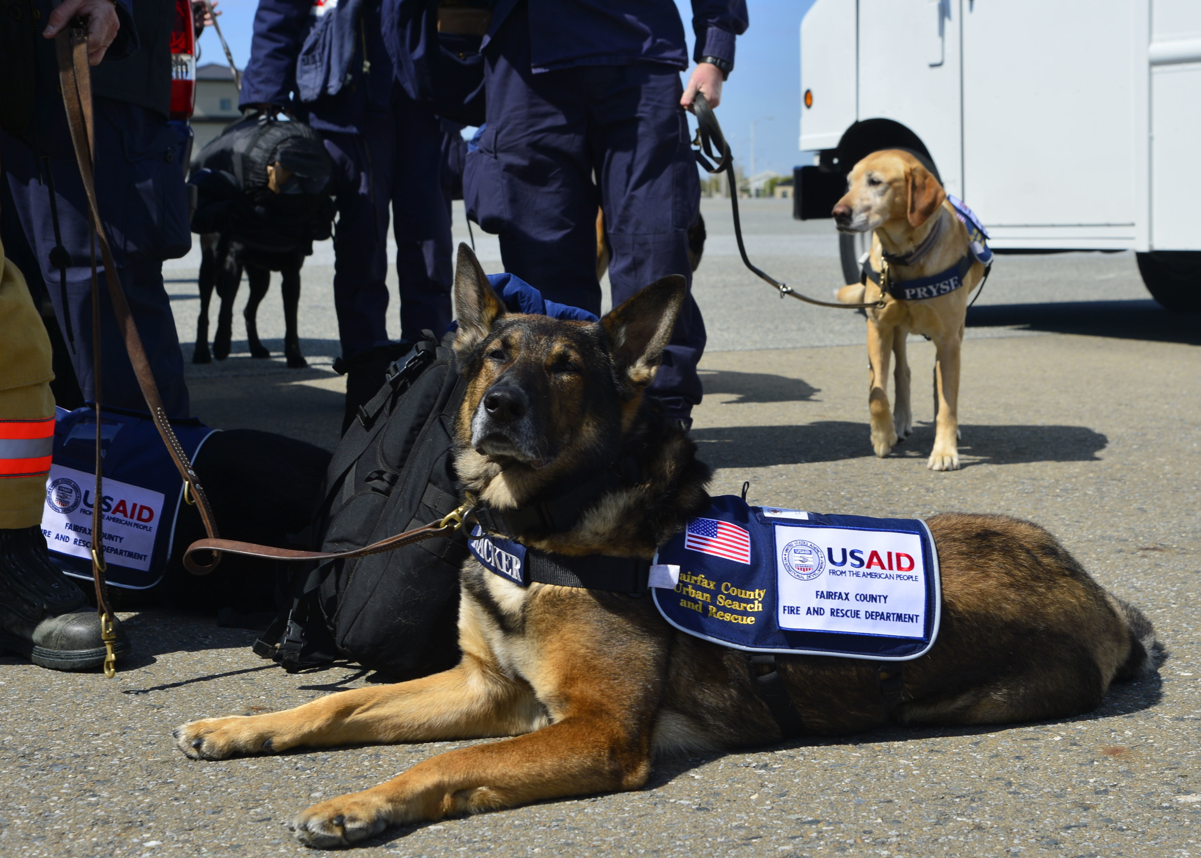 Racker, a Fairfax County Urban Search and Rescue K-9, waits to board a ...