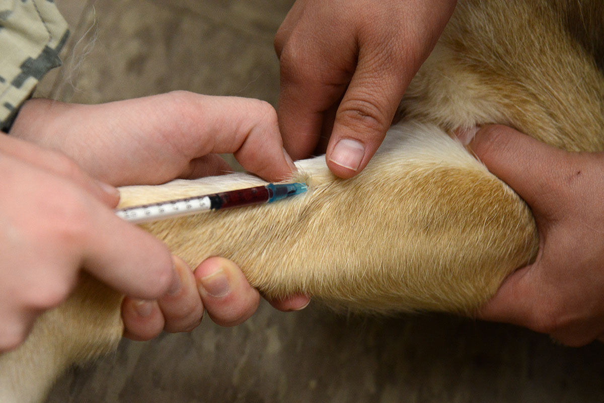 how to draw blood from a dog by yourself