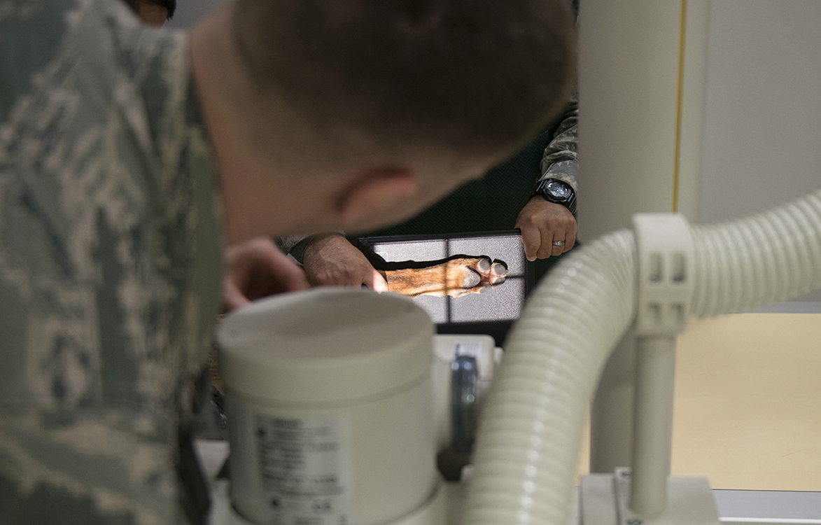 87th MDG treats four-legged veteran > Joint Base McGuire-Dix-Lakehurst ...