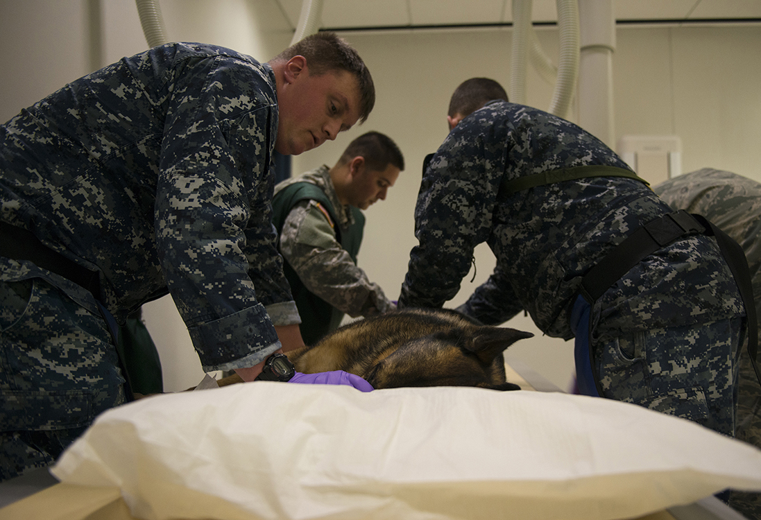 87th MDG treats four-legged veteran > Joint Base McGuire-Dix-Lakehurst ...