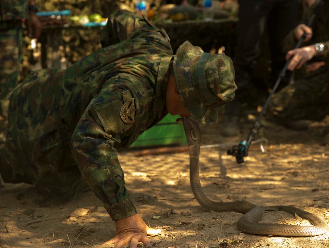 Survival, Spiders and Cobras in Thailand