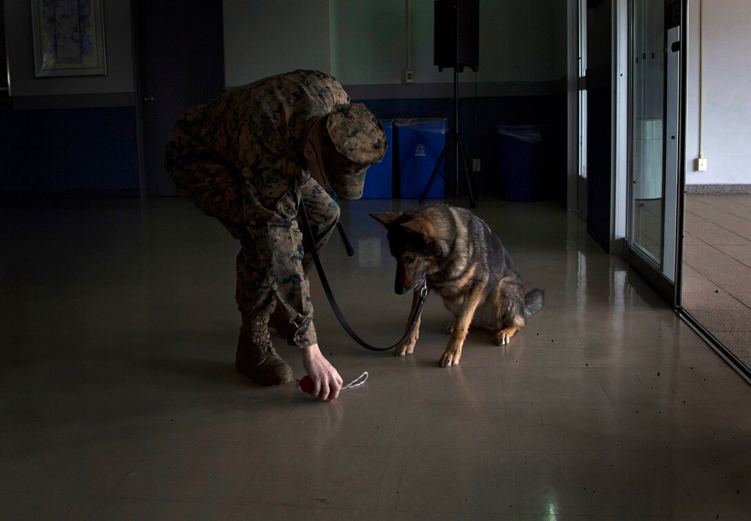 Marine Corps dog handlers rehearse explosive detection measures