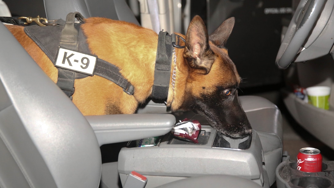 PMO K9 division maintains readiness with night training