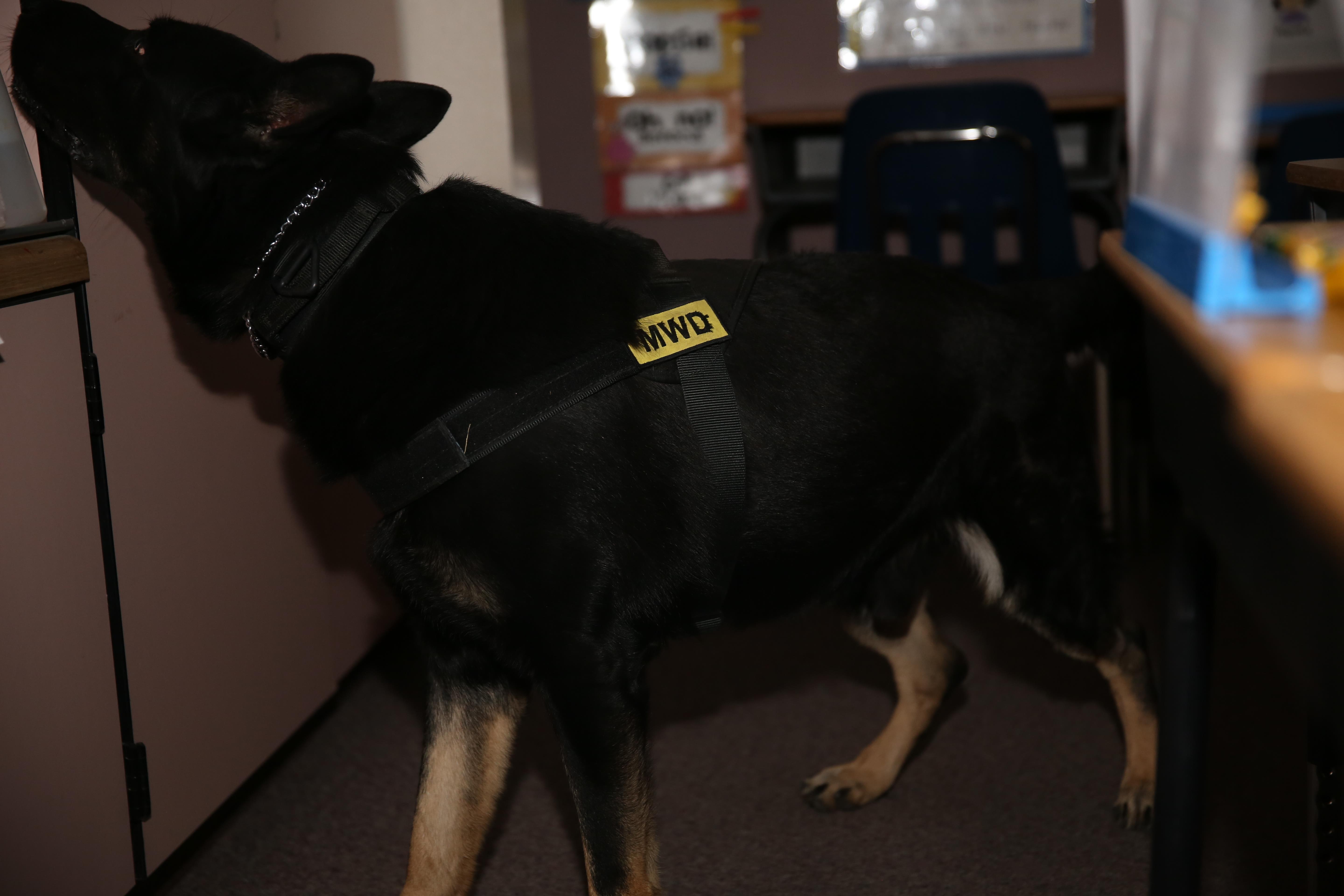 PMO K9 division maintains readiness with night training > Marine Corps ...