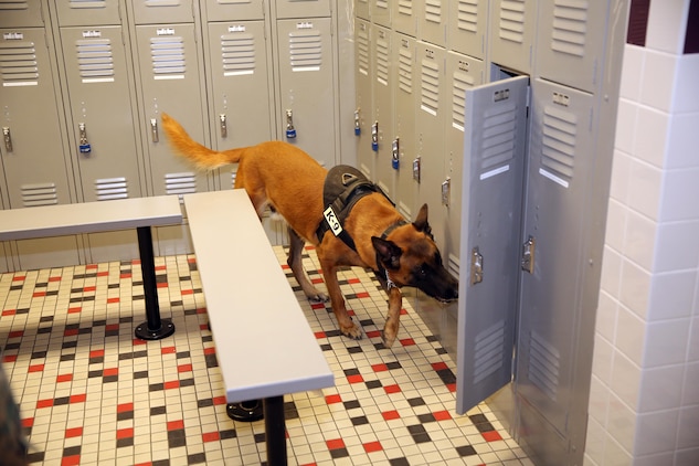 PMO K9 division maintains readiness with night training > Marine Corps ...